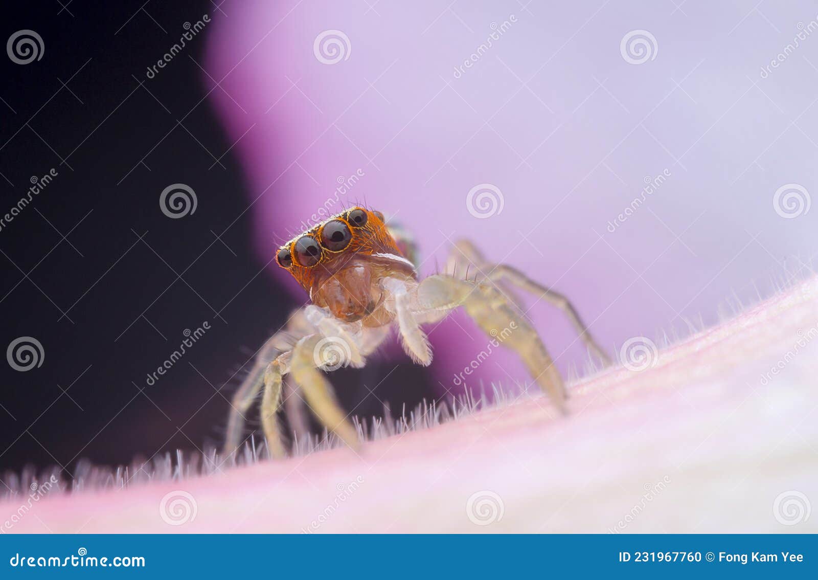 Tiny Jumping Spider Stock Image | CartoonDealer.com #91016239