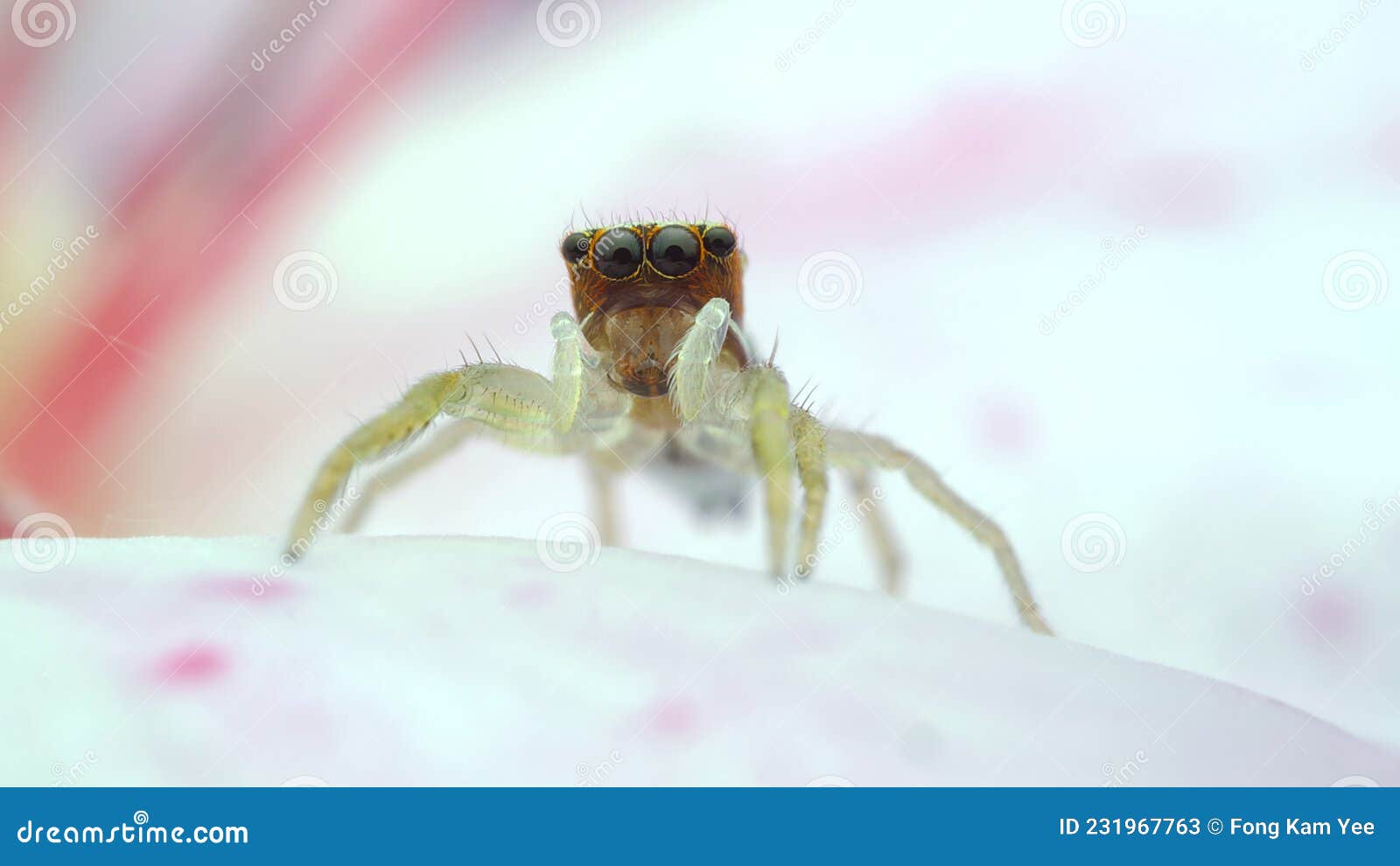 Tiny Jumping Spider Stock Image | CartoonDealer.com #91016239