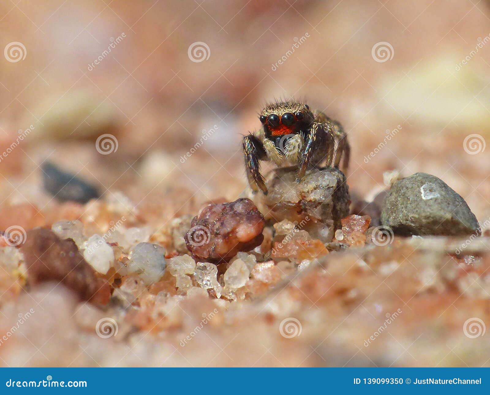 Tiny Jumping Spider Stock Image | CartoonDealer.com #91016239
