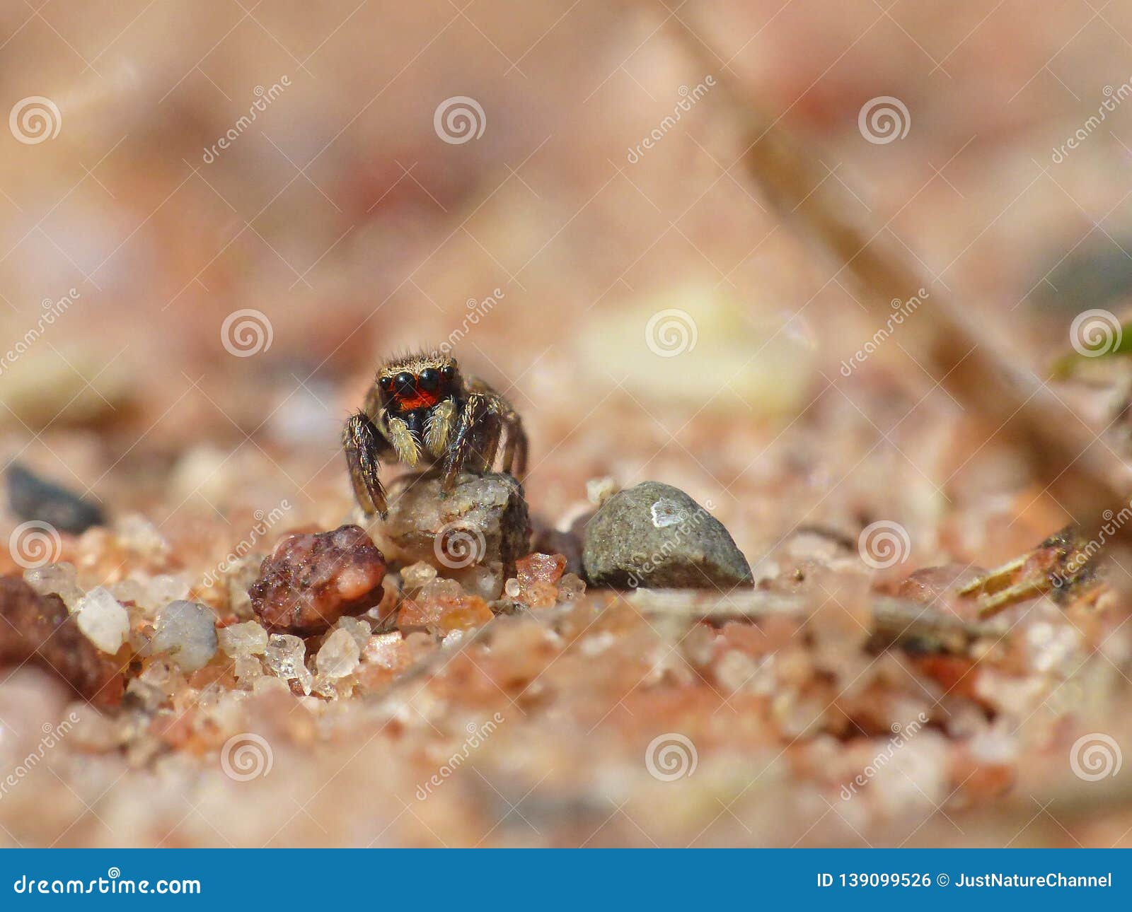 Tiny Jumping Spider on a Pebble 1 Stock Photo - Image of sandy, spider ...