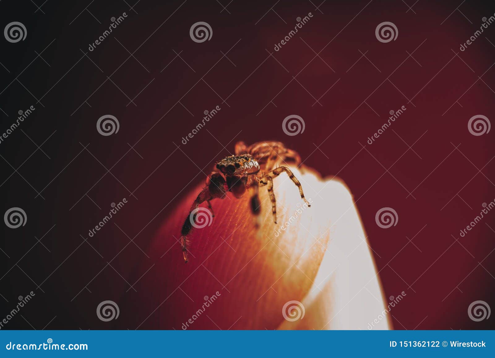 Tiny Jumping Spider on the Tip of a Finger Stock Photo - Image of ultra ...