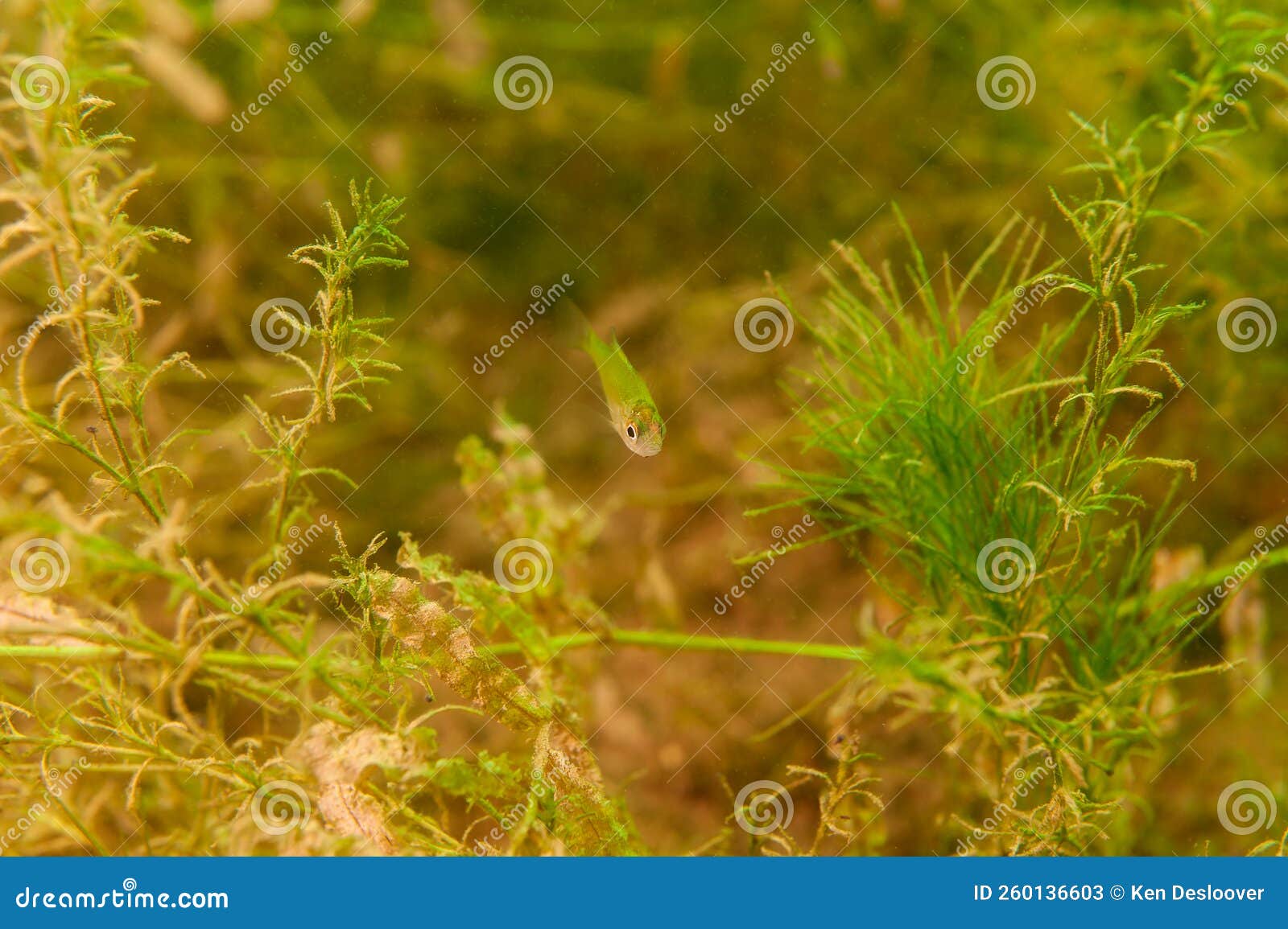 Small Sunfish / Pumpkinseed Fish Lepomis Gibbosus With Fishing Hook In ...