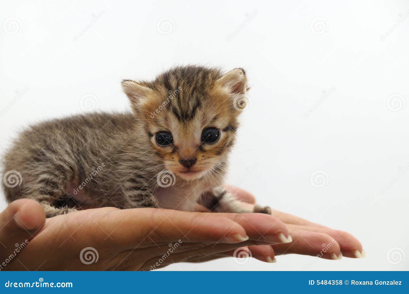 Tiny Kitten - Animal Protection Concept Stock Photo - Image of eyes ...