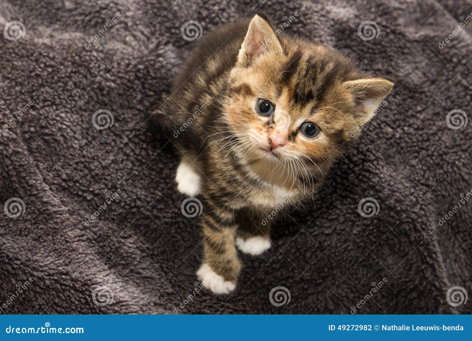 Tiny kitten stock photo. Image of animal, feline, kitty - 49272982