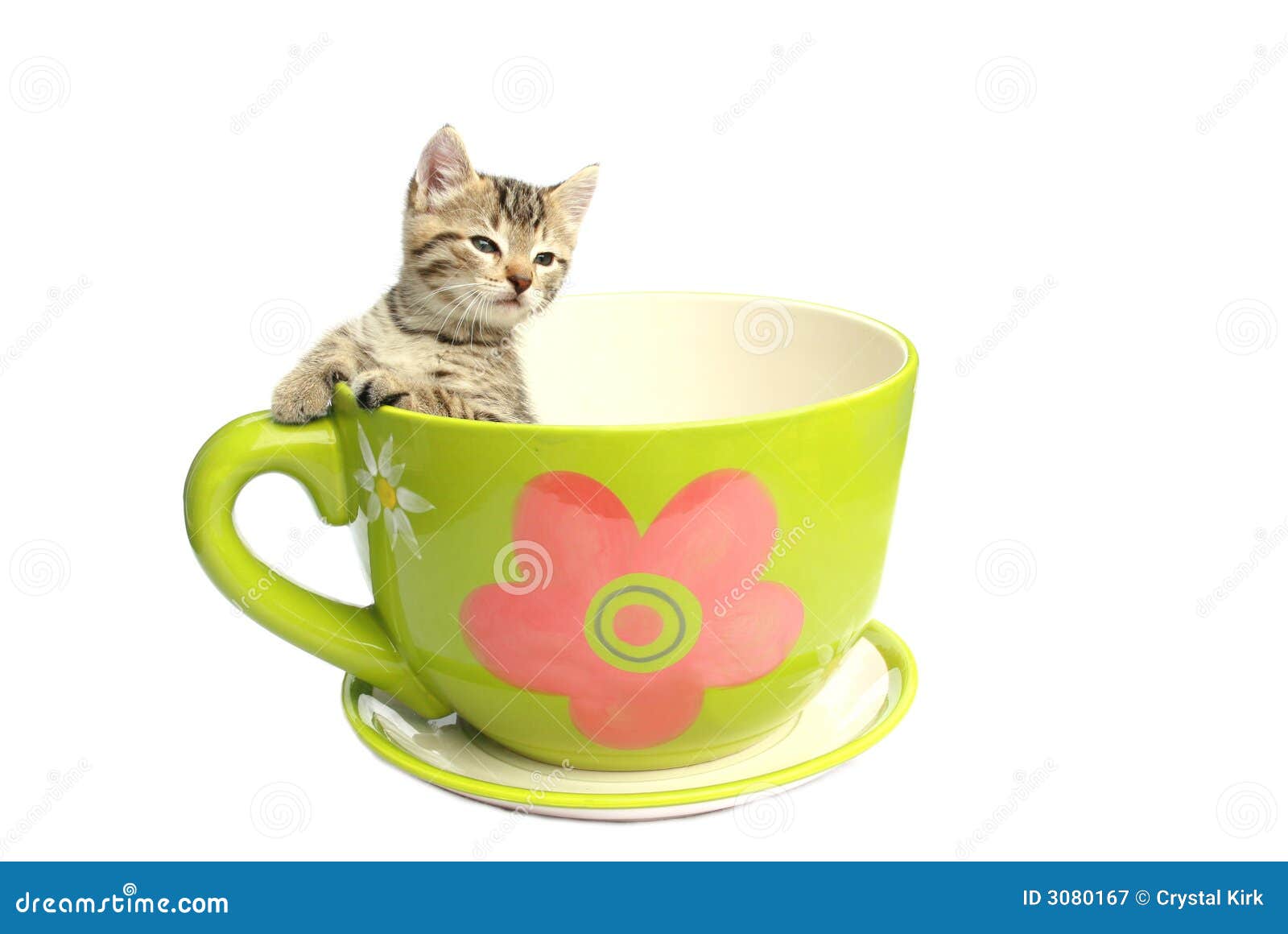 Tiny kitten in tea cup stock image. Image of mammal, white - 3080167