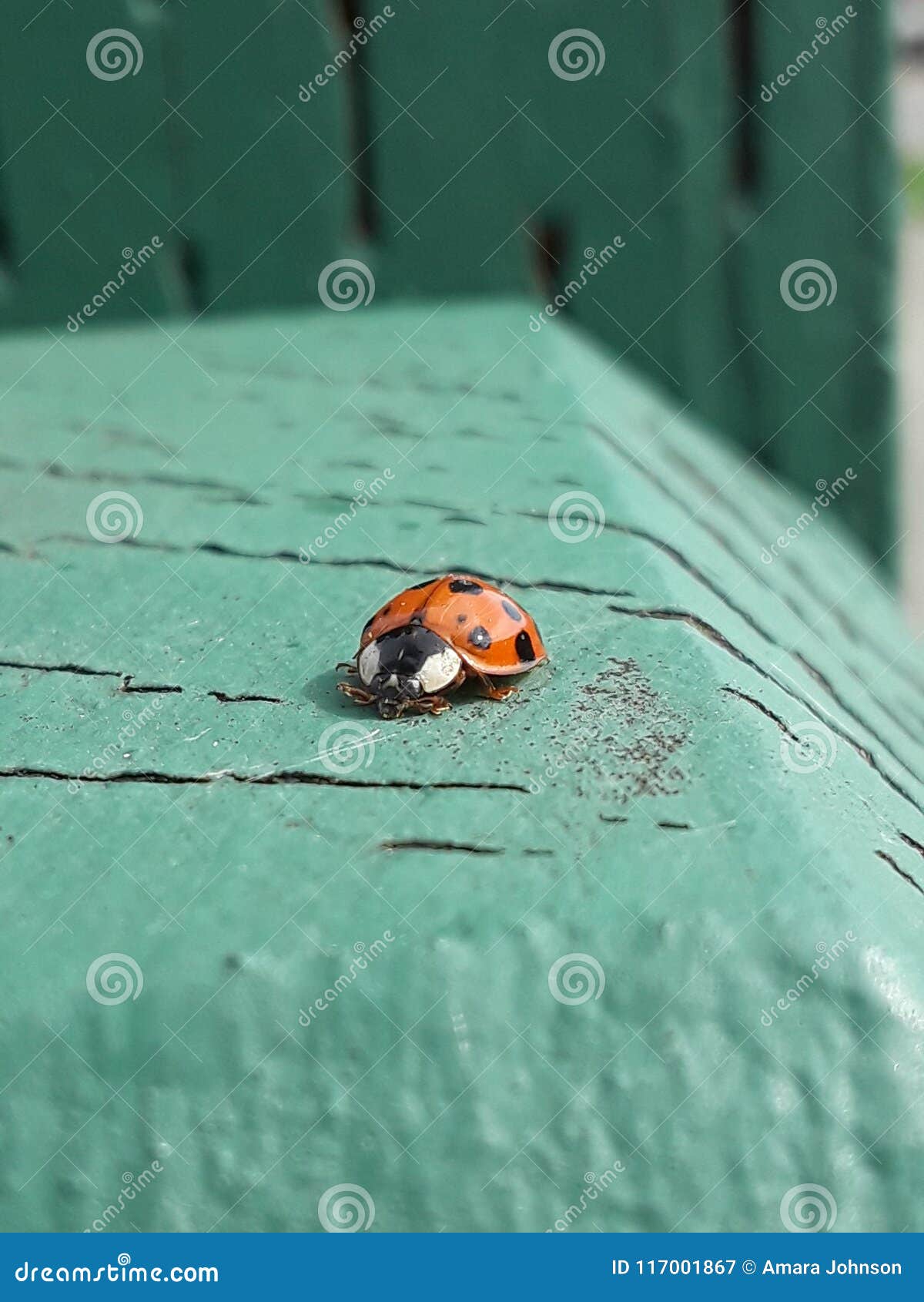 Tiny lady bug stock image. Image of post, little, lady - 117001867
