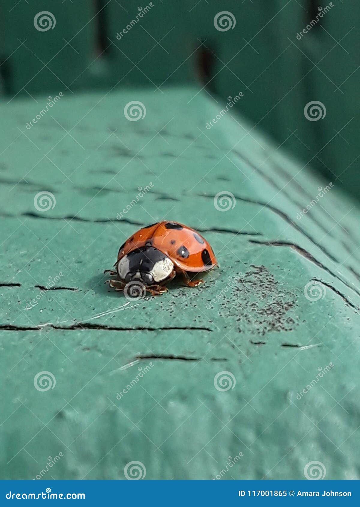 Tiny lady bug stock image. Image of little, post, lady - 117001865