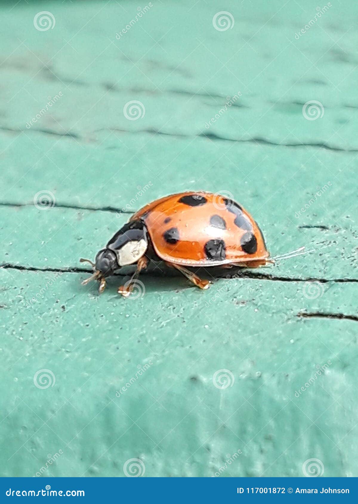 Tiny lady bug stock photo. Image of lady, post, little - 117001872