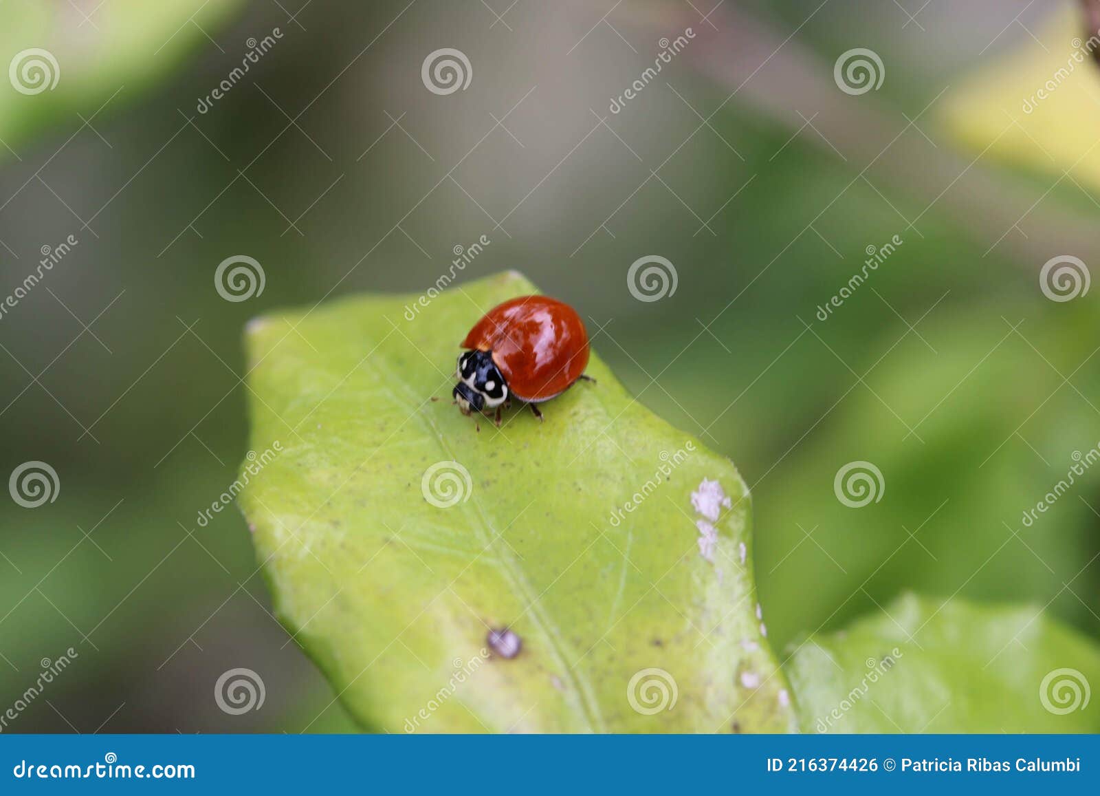 A tiny ladybug stock photo. Image of invertebrate, green - 216374426