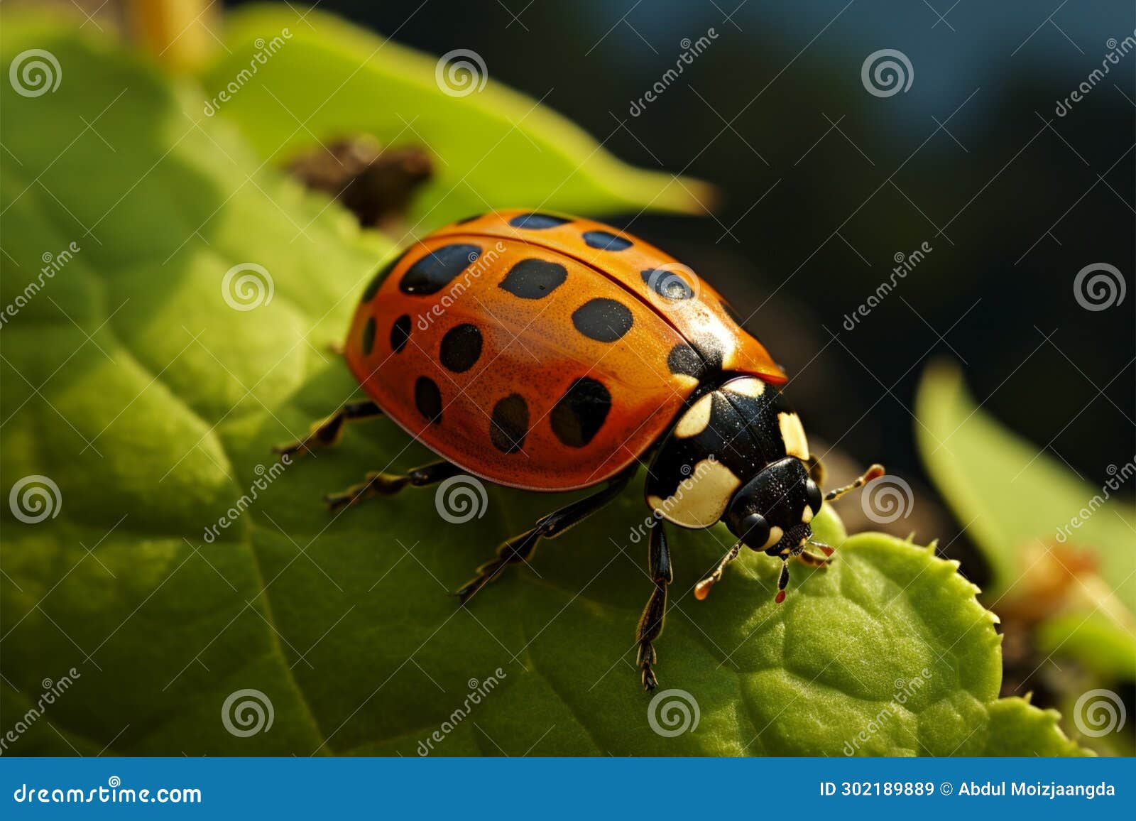 Tiny Ladybug Crawls Along the Leafs Border, a Minuscule Explorer Stock ...