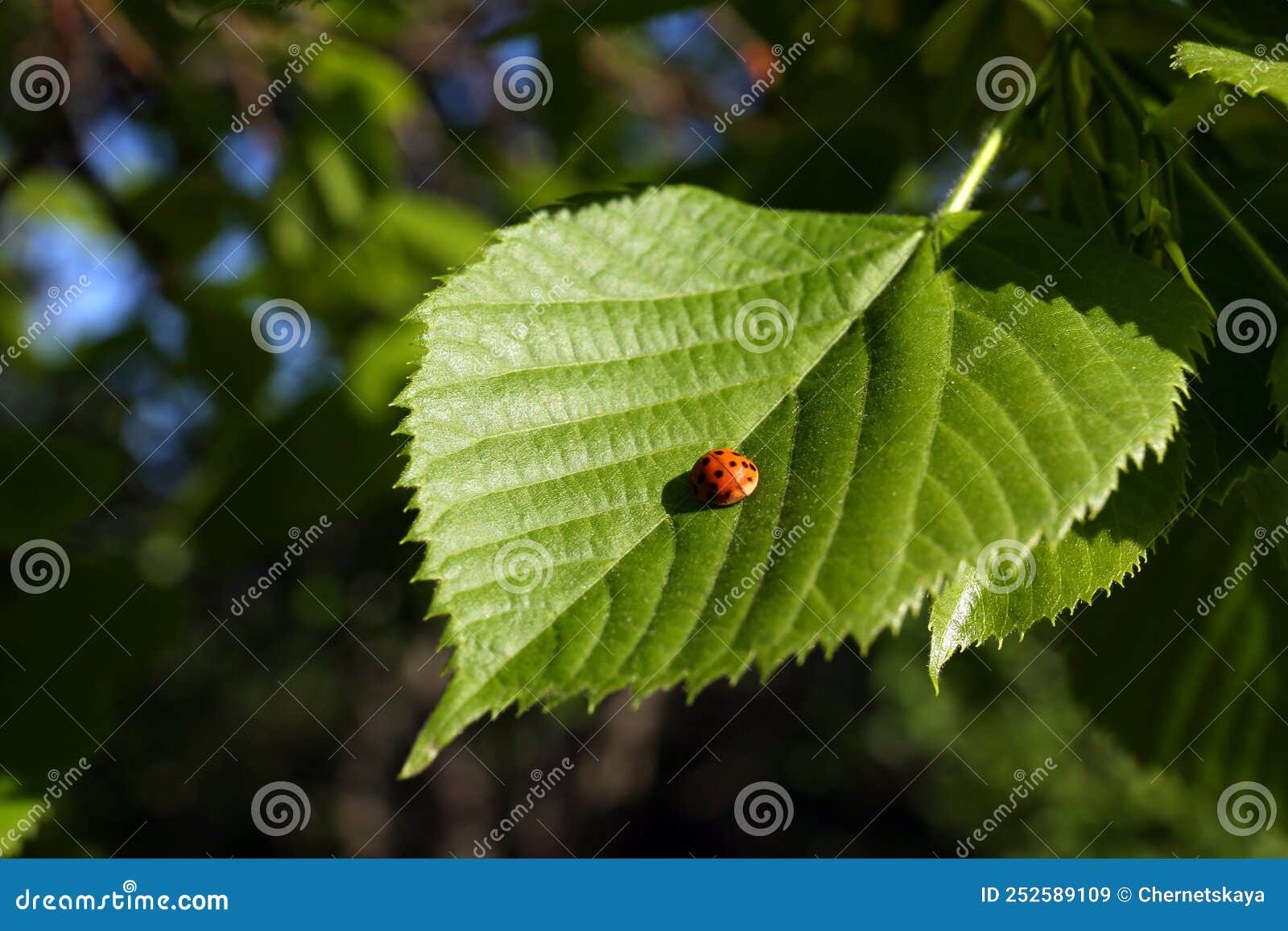 Tiny Red Ladybug Or Ladybird, Bright Beetle Insect In A Green Tree ...