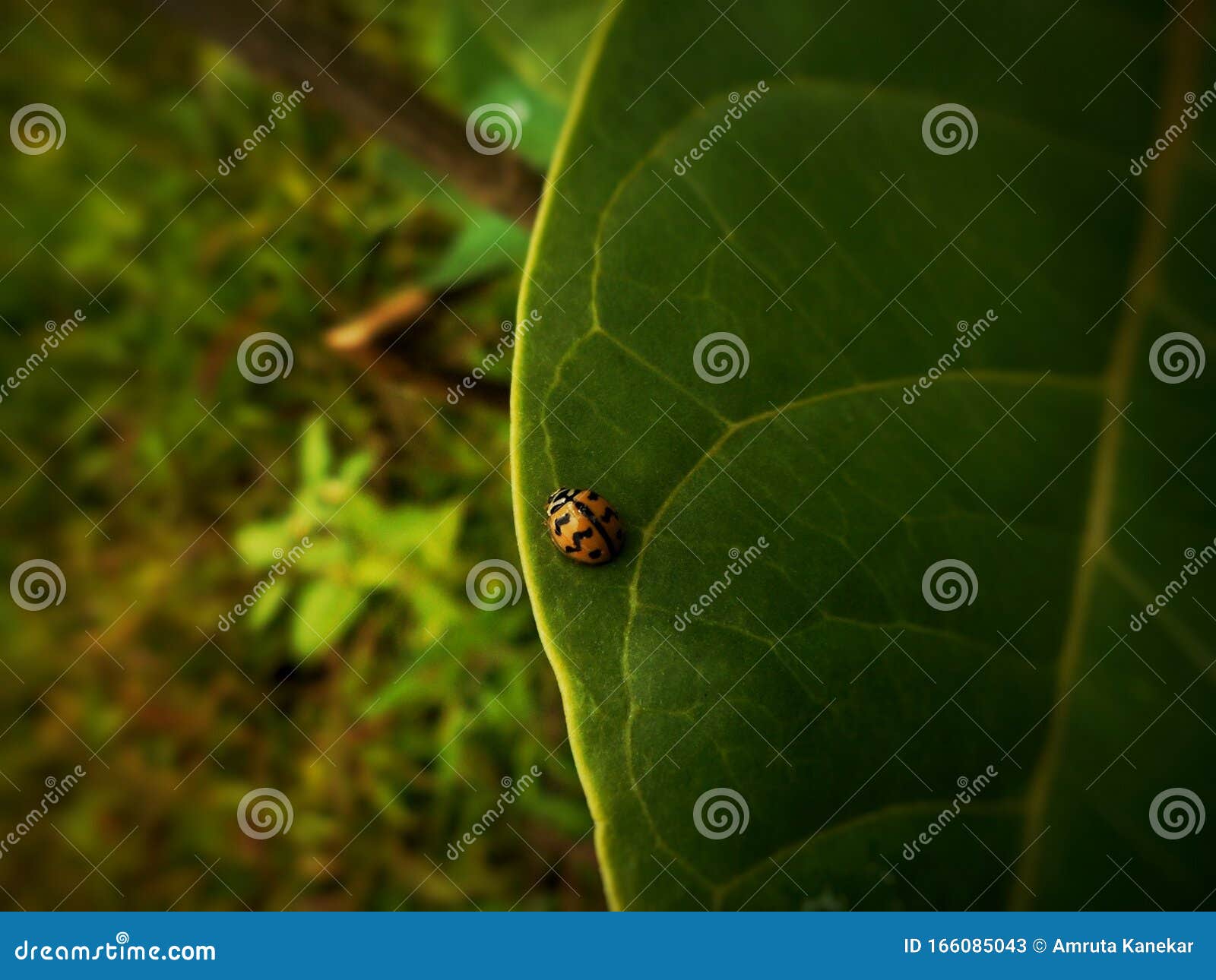 Tiny ladybug at the garden stock image. Image of natural - 166085043