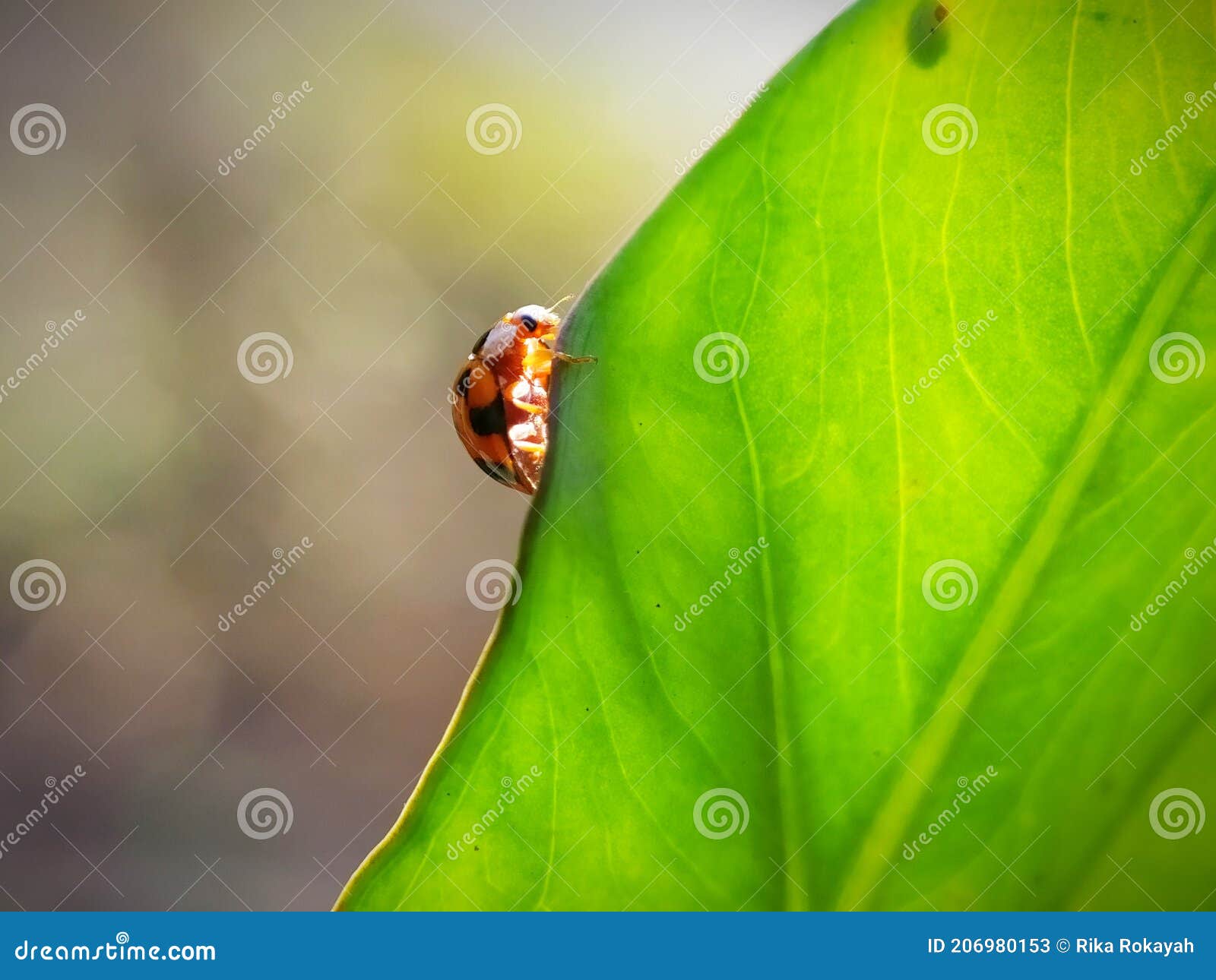Tiny Ladybug and Green Leave Stock Image - Image of petal, flower ...