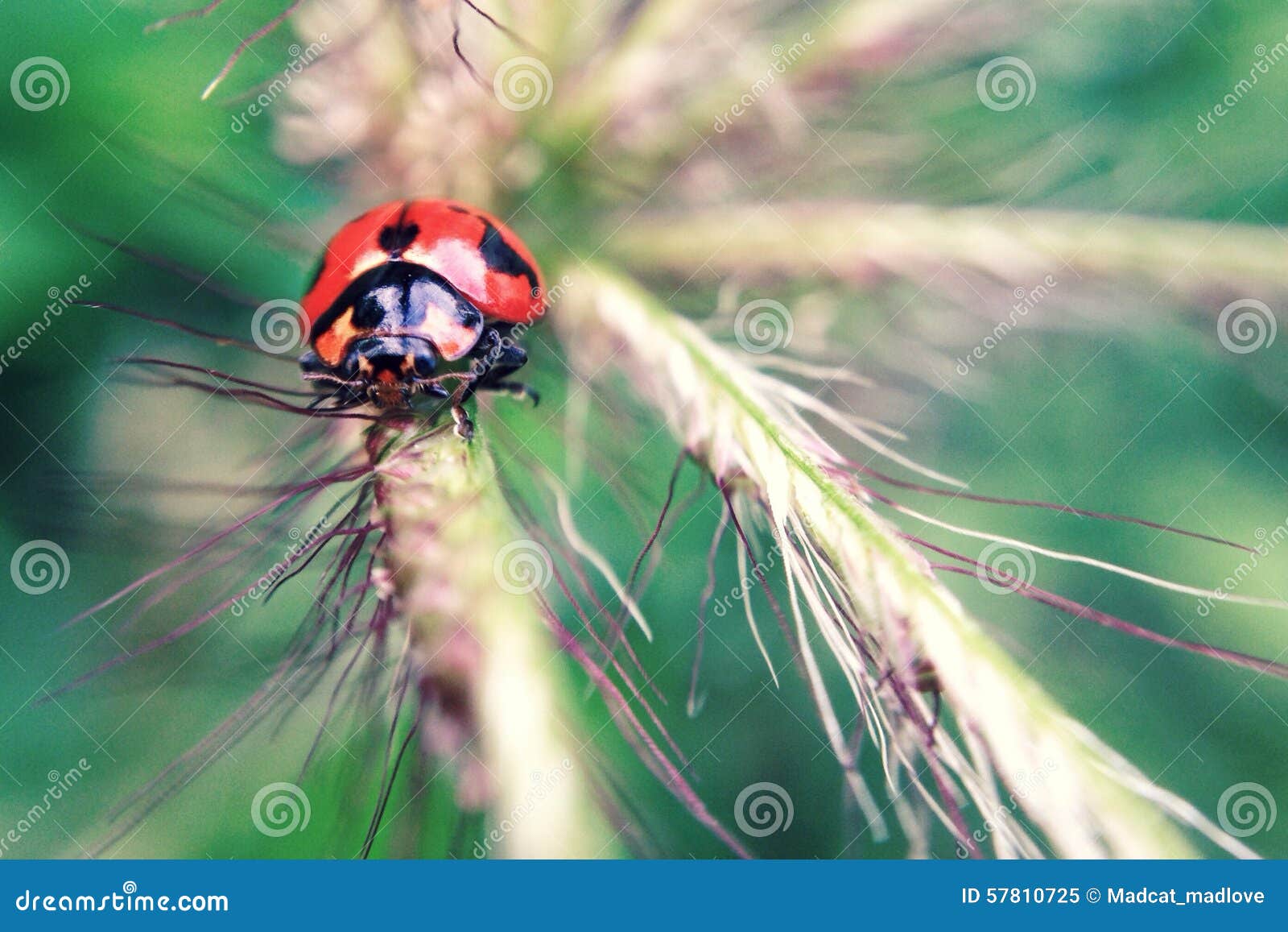 Tiny ladybug stock image. Image of wings, small, tiny - 57810725