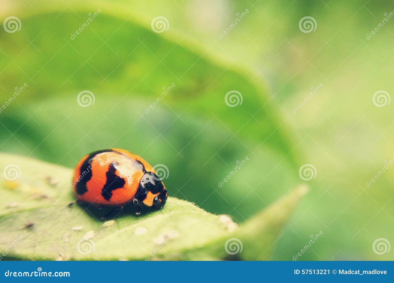 Tiny ladybug stock image. Image of wildlife, garden, tiny - 57513221