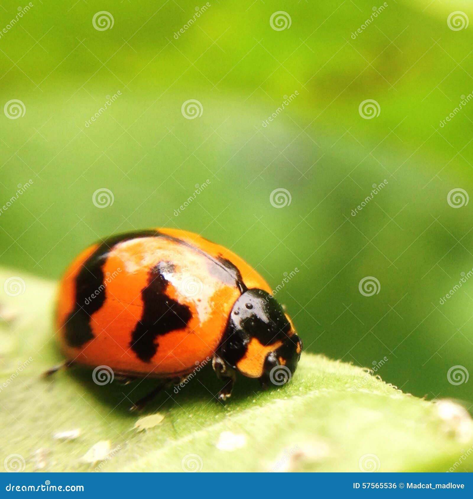 Tiny ladybug stock photo. Image of green, leaf, wings - 57565536