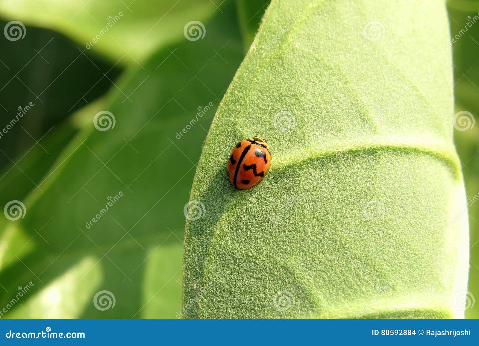 Ladybug stock photo. Image of sunlight, summer, park - 80592884