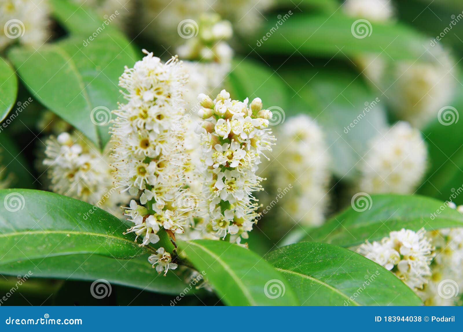 Tiny laurel flowers stock photo. Image of decor, spring - 183944038