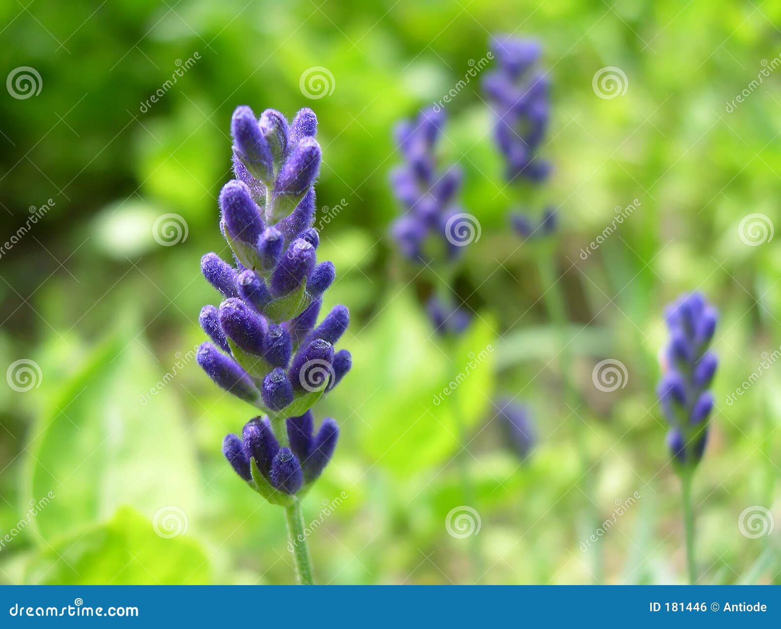 Tiny lavender stock photo. Image of relaxing, scent, aromatic - 181446