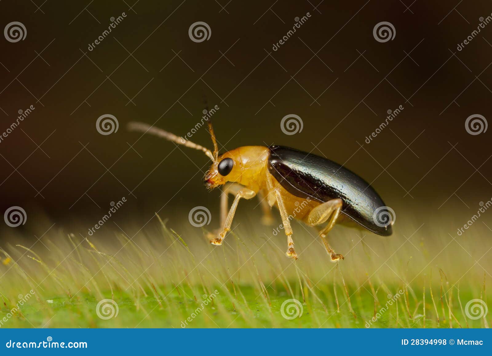 Tiny Leaf Beetle Floating on Hairy Leave Stock Photo - Image of park ...