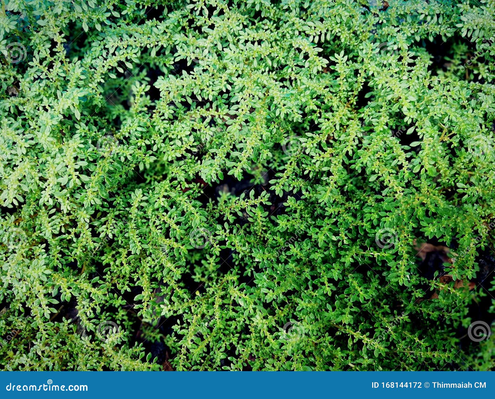 A Tiny Leaf Shrub Plant stock photo. Image of landscaping - 168144172
