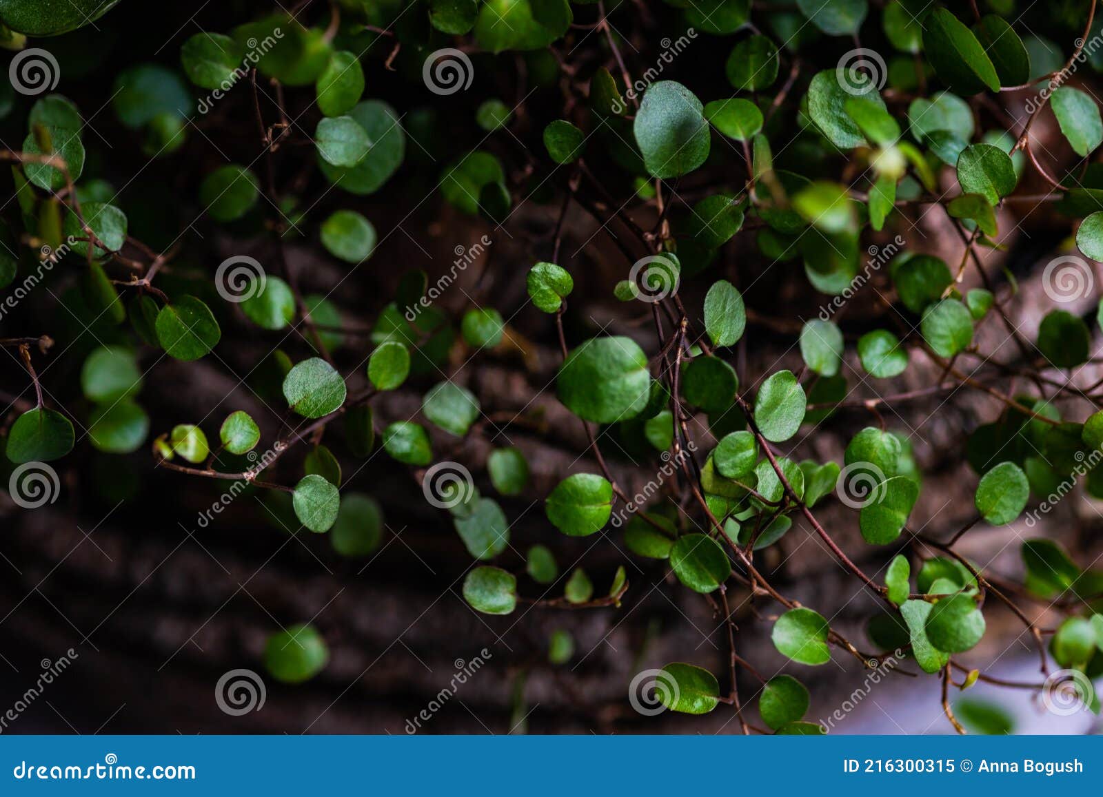 Tiny Leaves As a Natural Background Stock Image - Image of plant ...