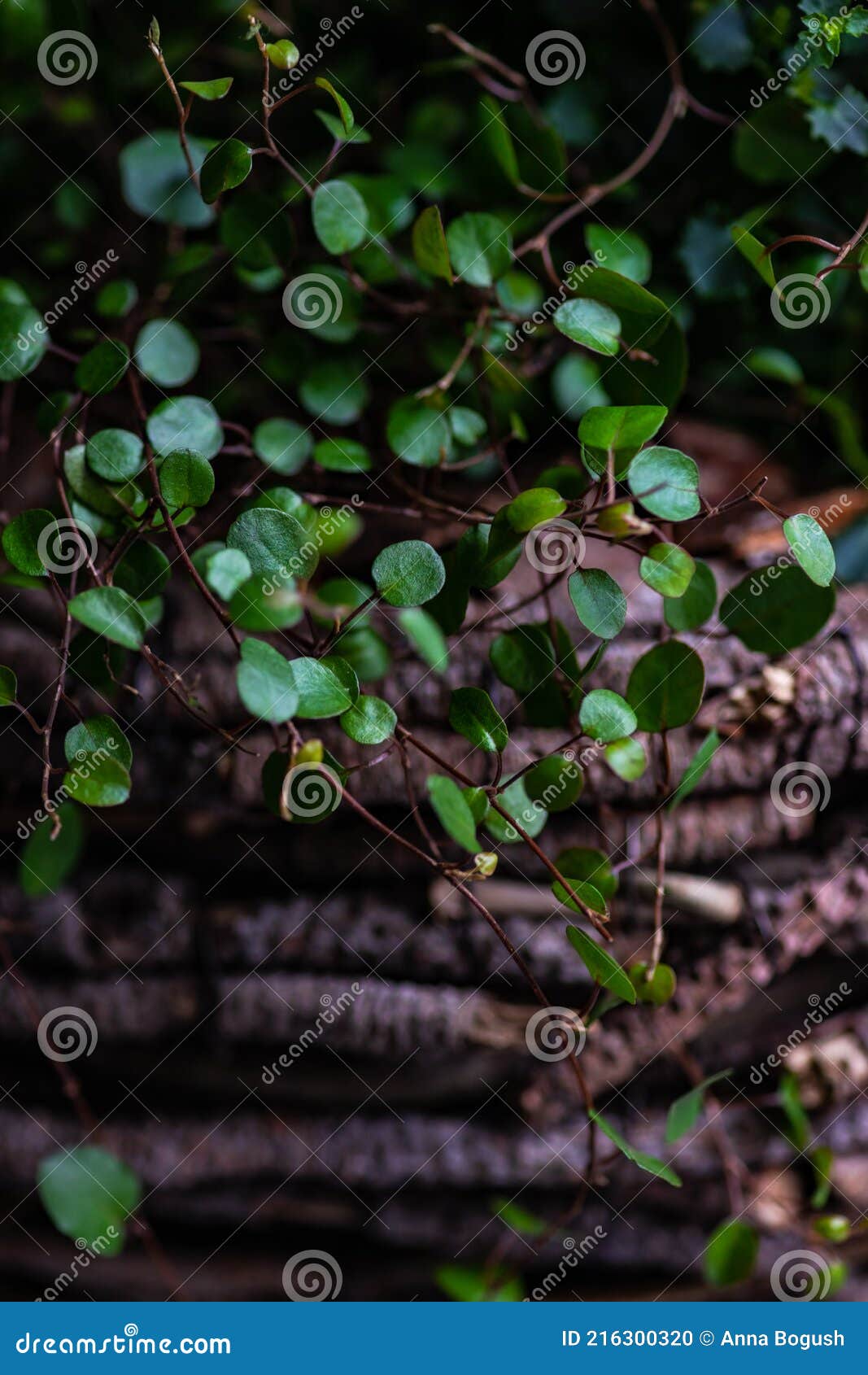 Tiny Leaves As a Natural Background Stock Photo - Image of leaves ...
