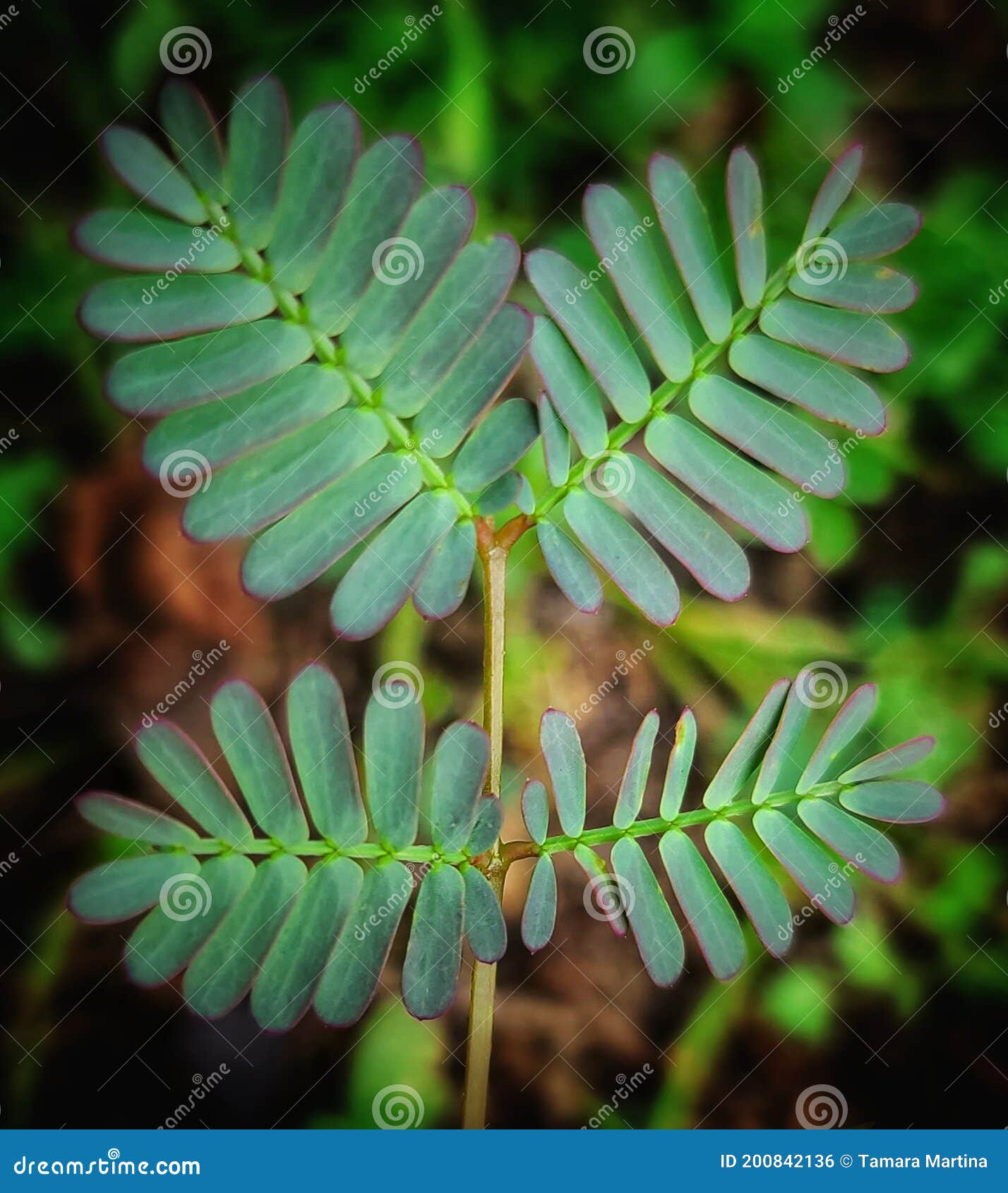 Tiny leaves on green plant stock photo. Image of spruce - 200842136