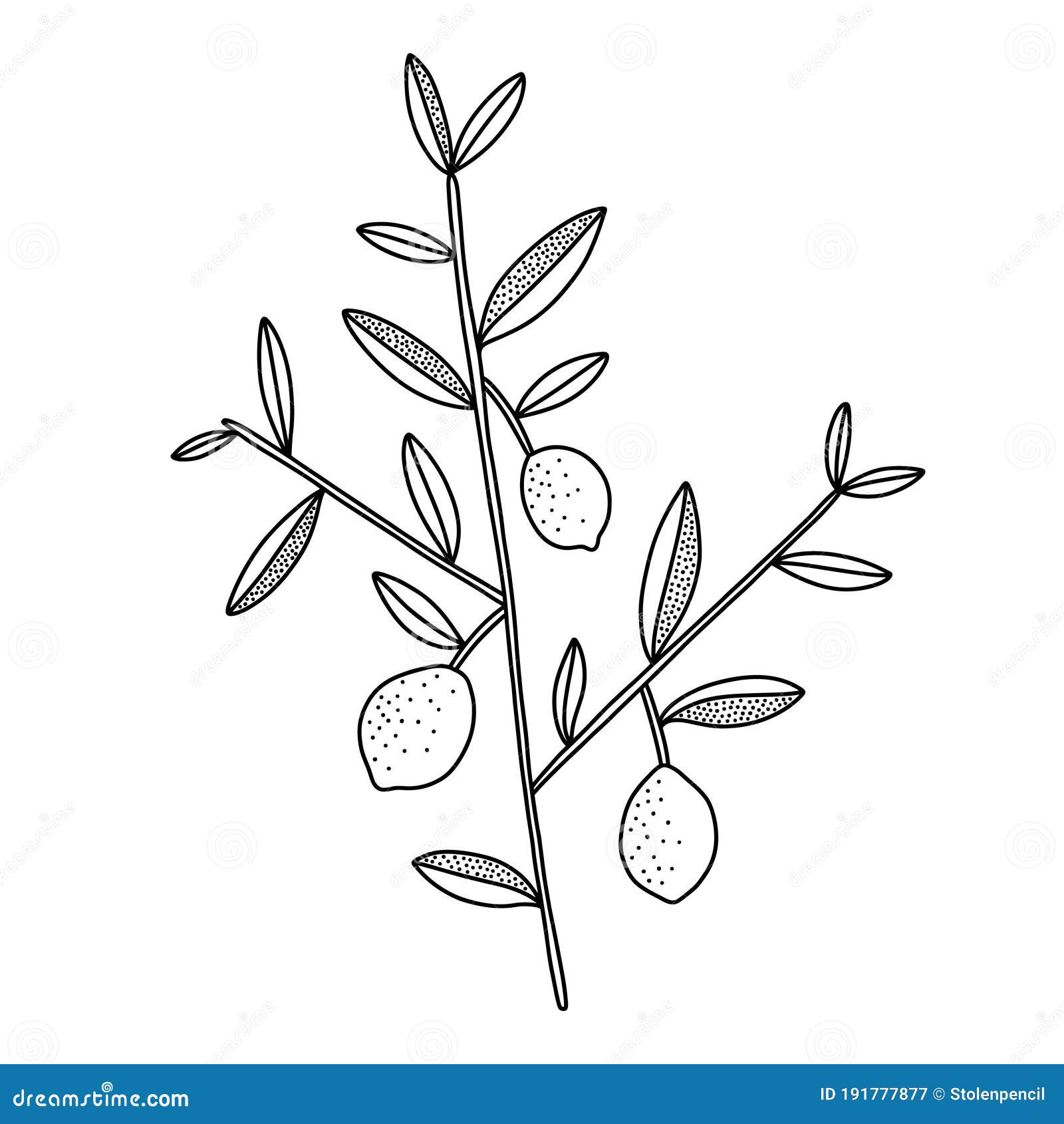 Tiny Lemon Tree Branch with Lemons, Black Outline Vector Illustration ...