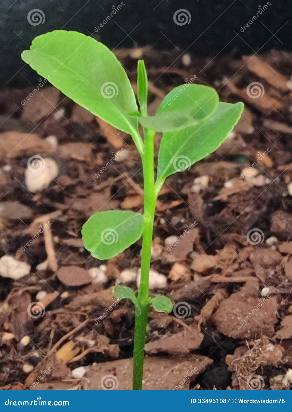 Tiny Lemon Tree Sapling Grown from a Single Seed Stock Image - Image of ...