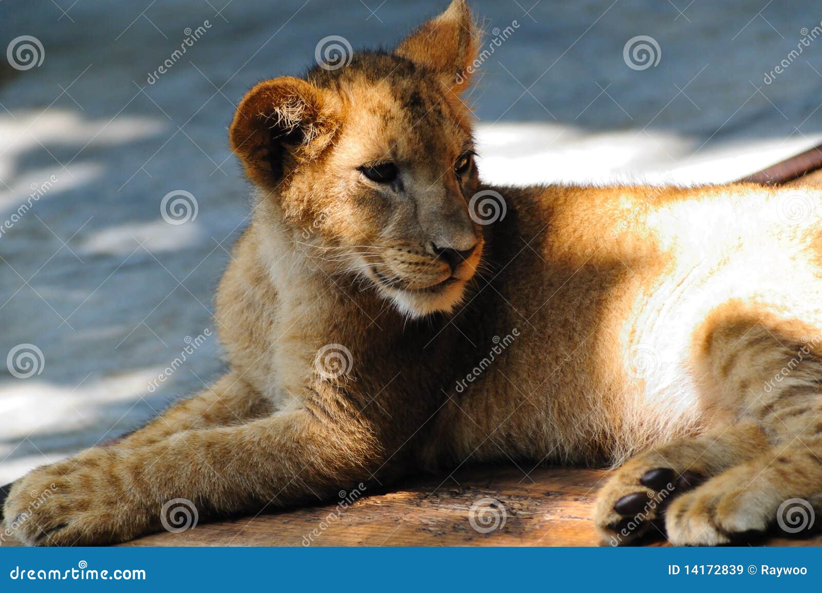 Tiny lion stock image. Image of animals, wild, animal - 14172839