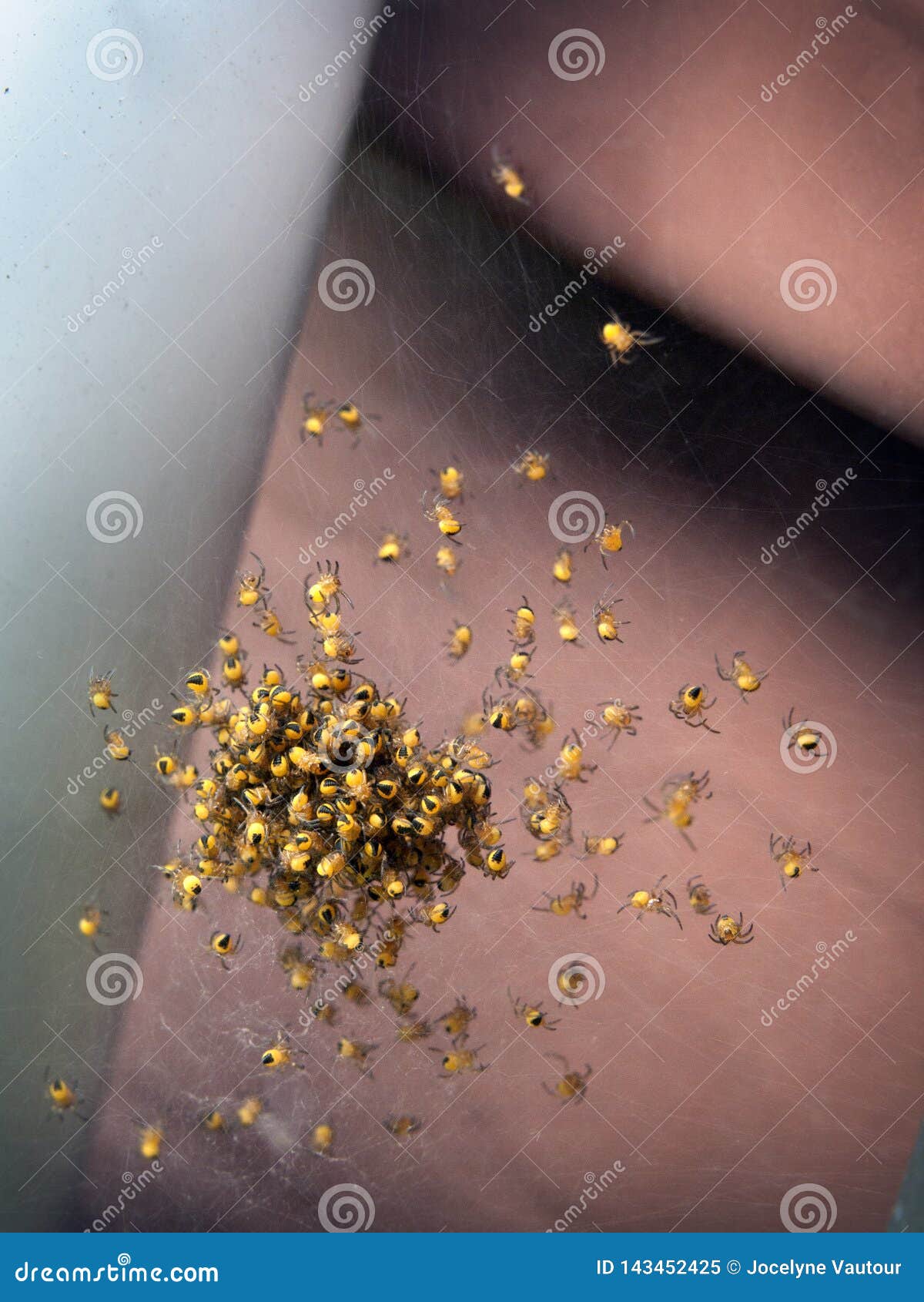 Little Baby Hatched Spiders Stock Image - Image of fear, disgusted ...