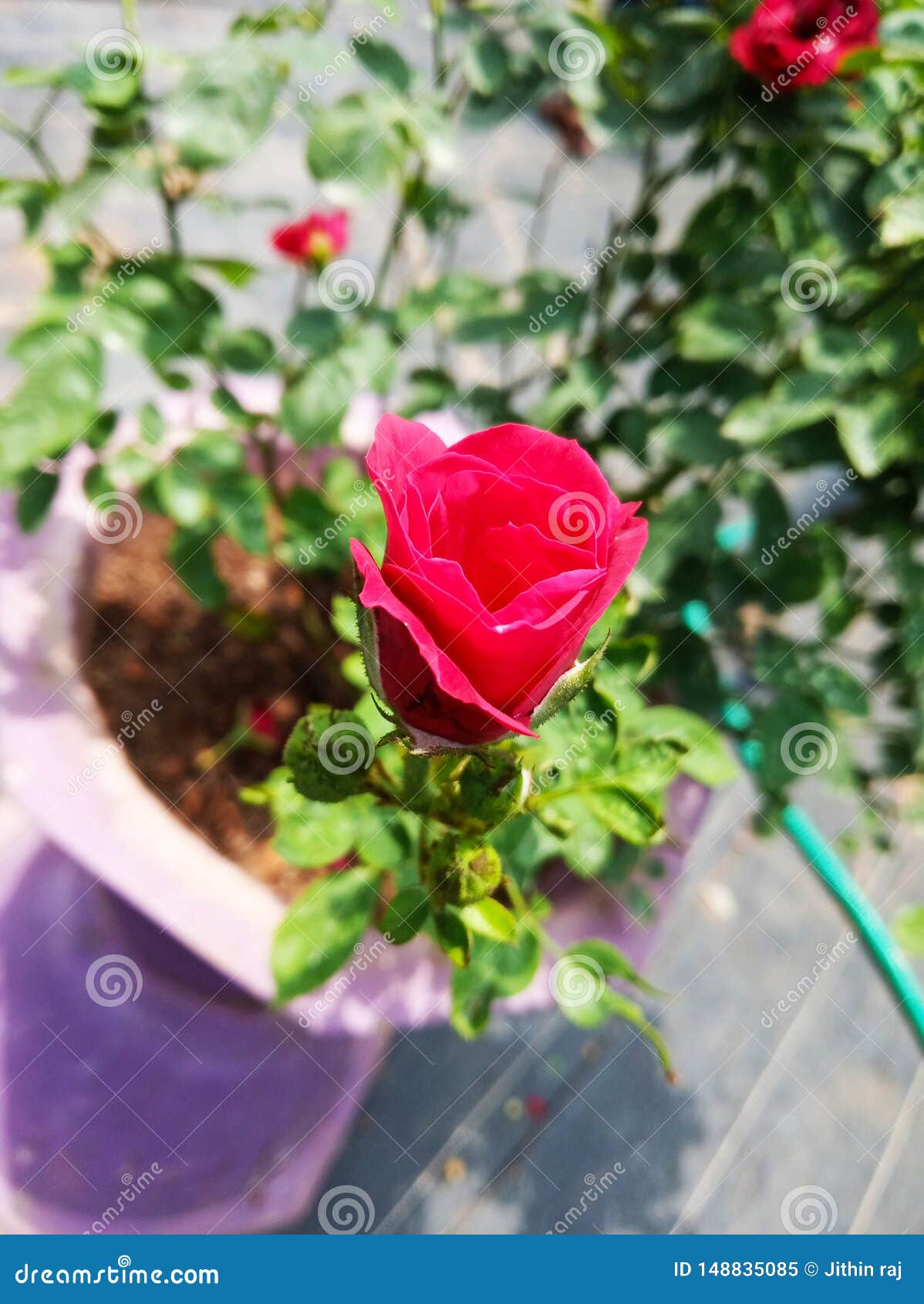 Tiny Little Beautiful Red Rose Stock Image - Image of tiny, rose: 148835085