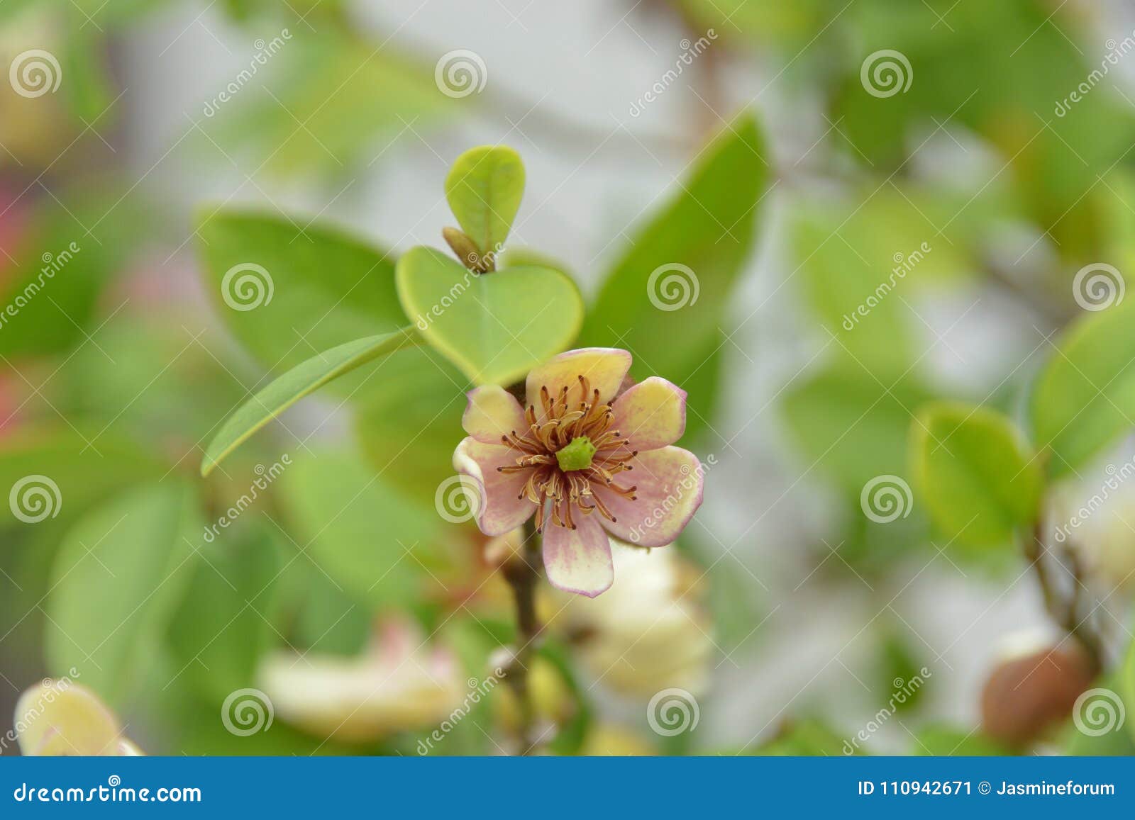 Tiny little flower stock image. Image of green, little - 110942671