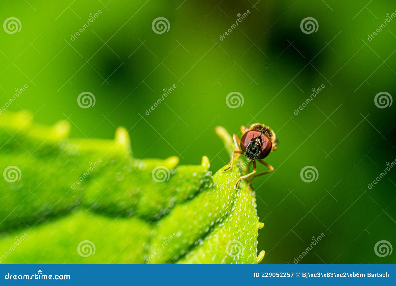 Tiny fly stock image. Image of hairy, colours, close - 229052257