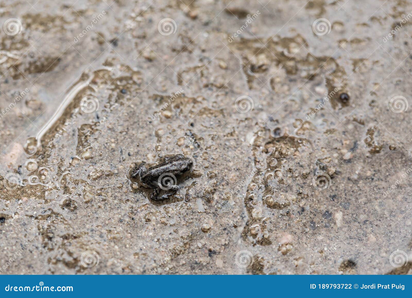 Tiny Little Frog Camouflaged on a Muddy Puddle Stock Photo - Image of ...