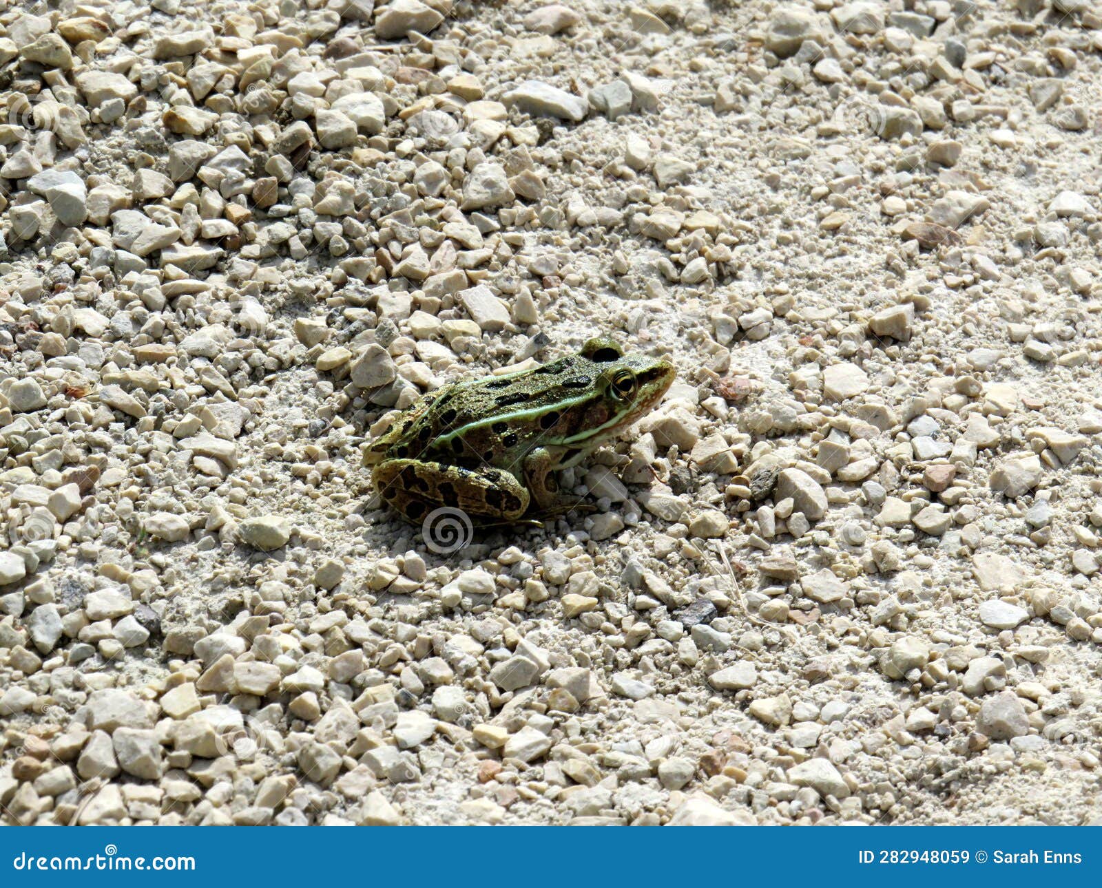 Little Ribbit stock image. Image of turtle, animal, tortoise - 282948059