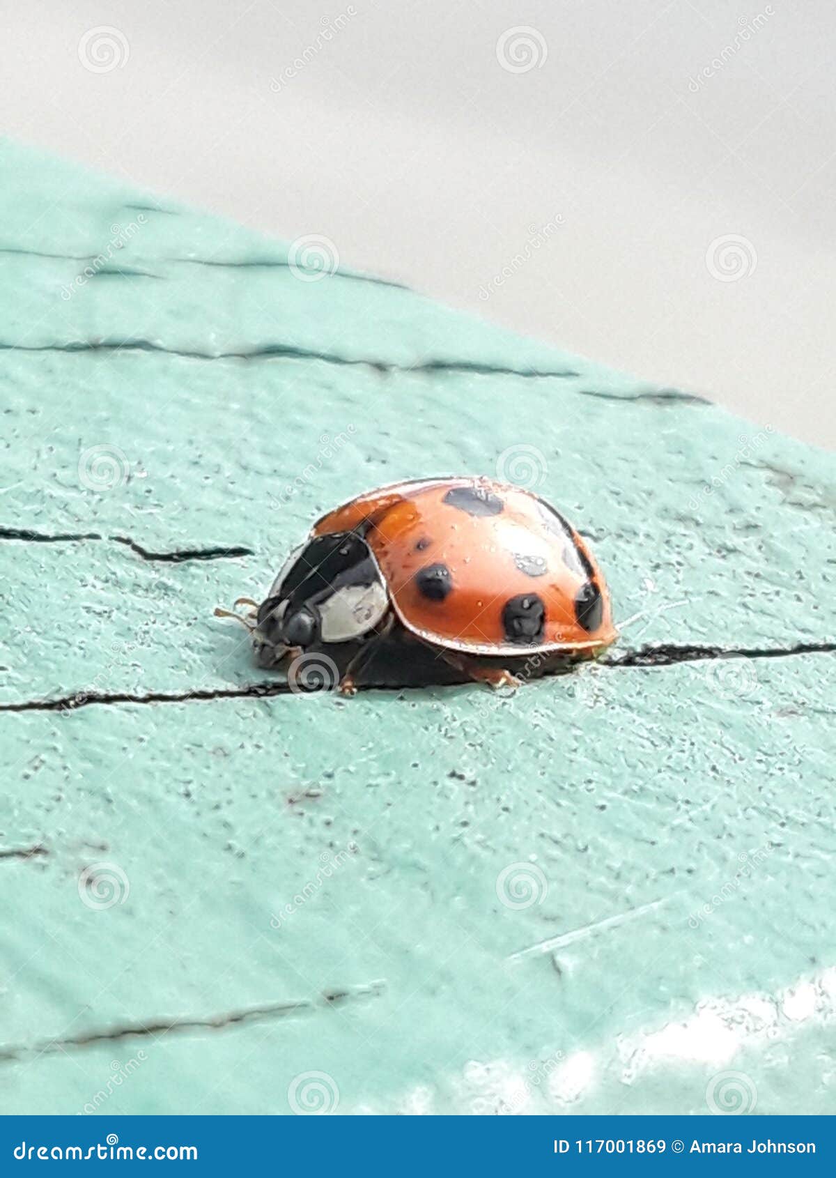 Tiny lady bug stock image. Image of post, tiny, lady - 117001869