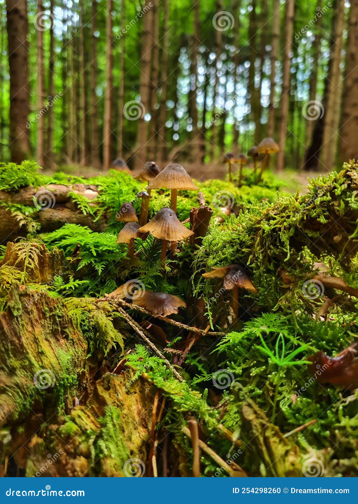 Tiny little mushrooms stock photo. Image of nature, mushrooms - 254298260