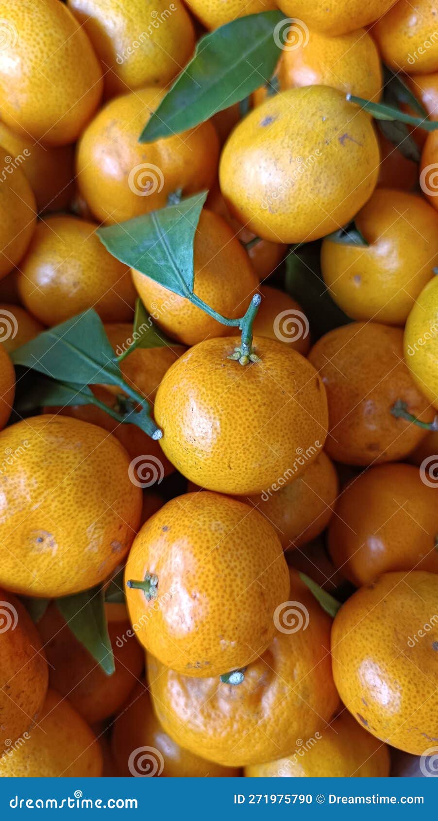 Tiny Little Oranges stock photo. Image of oranges, small - 271975790