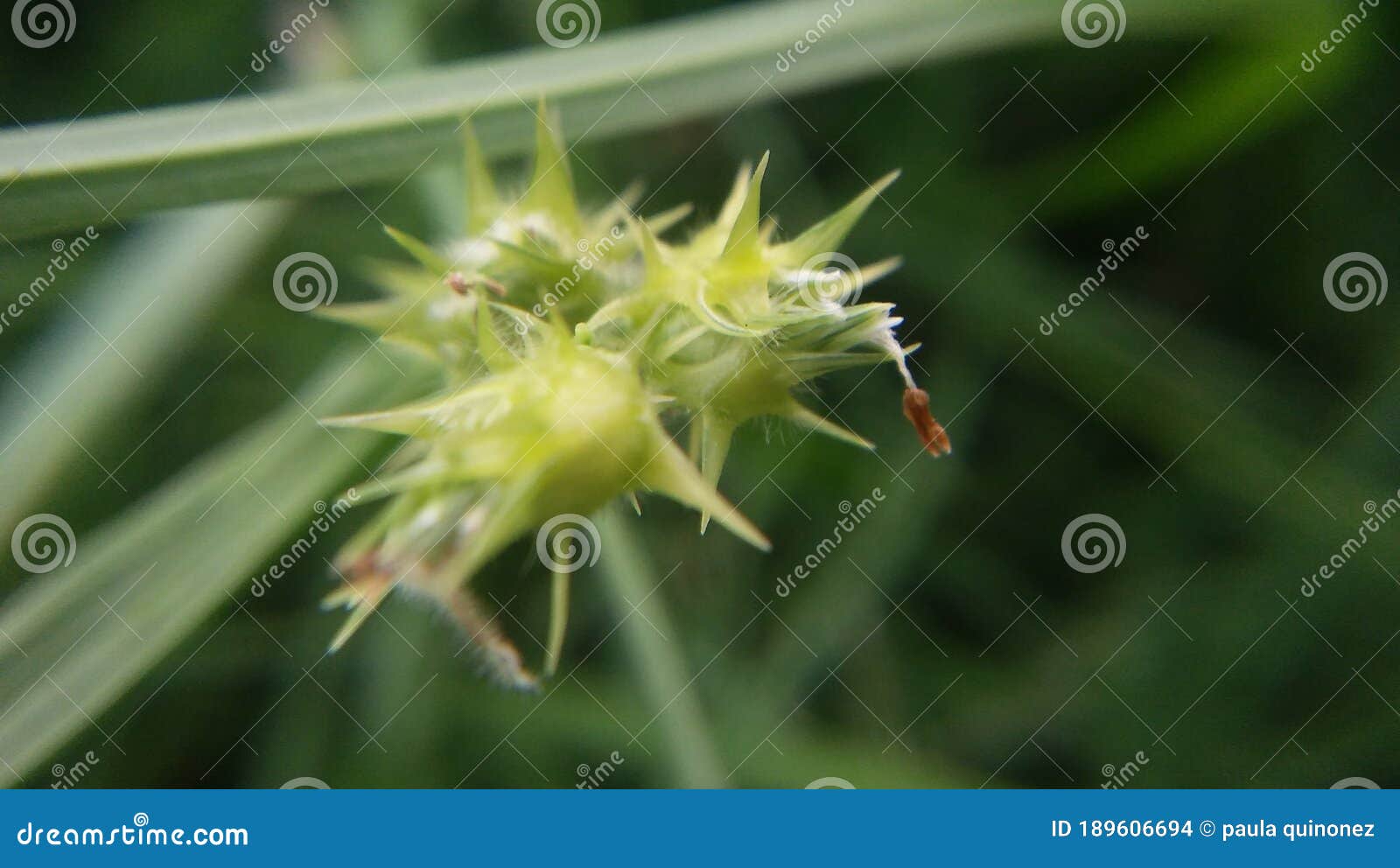 Tiny little spiky seeds stock photo. Image of shrub - 189606694