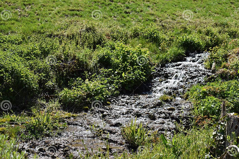 Tiny Little Stream in Spring Stock Image - Image of flower, pond: 242004229