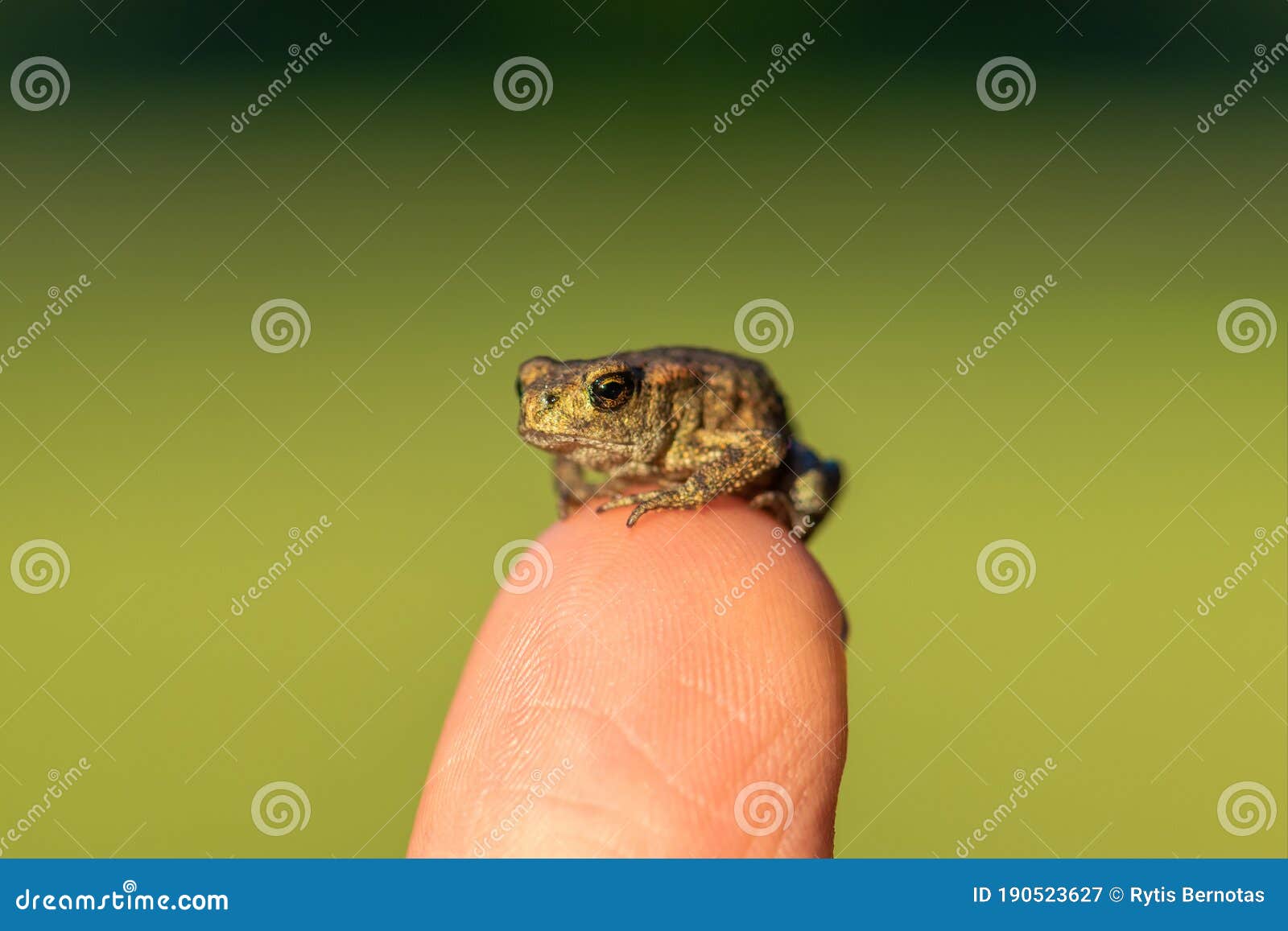 Tiny Little Toad Sitting on Human Finger Stock Image - Image of jump, legs: 190523627