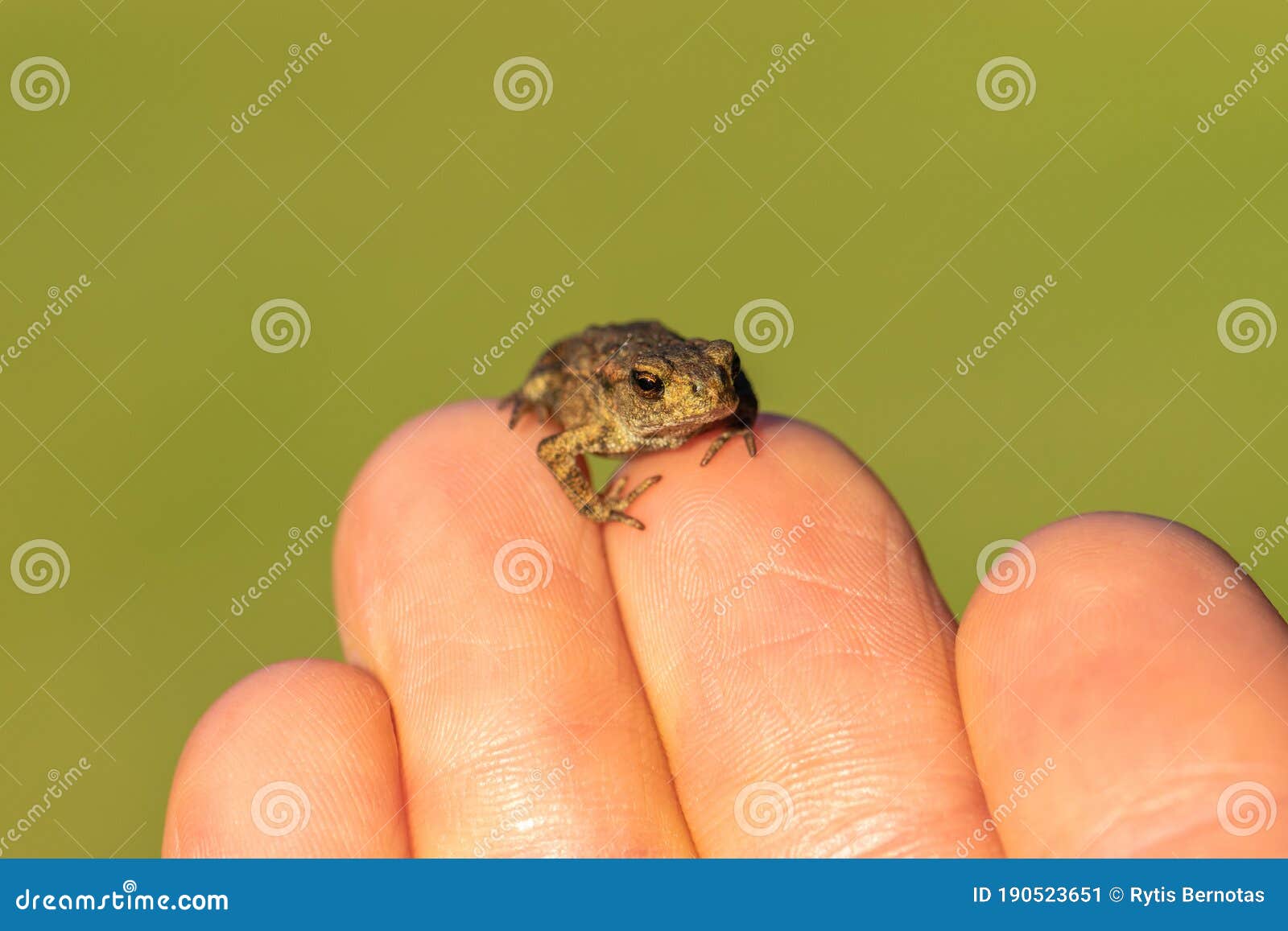 Tiny Little Toad Sitting on Human Fingers Stock Image - Image of macro ...