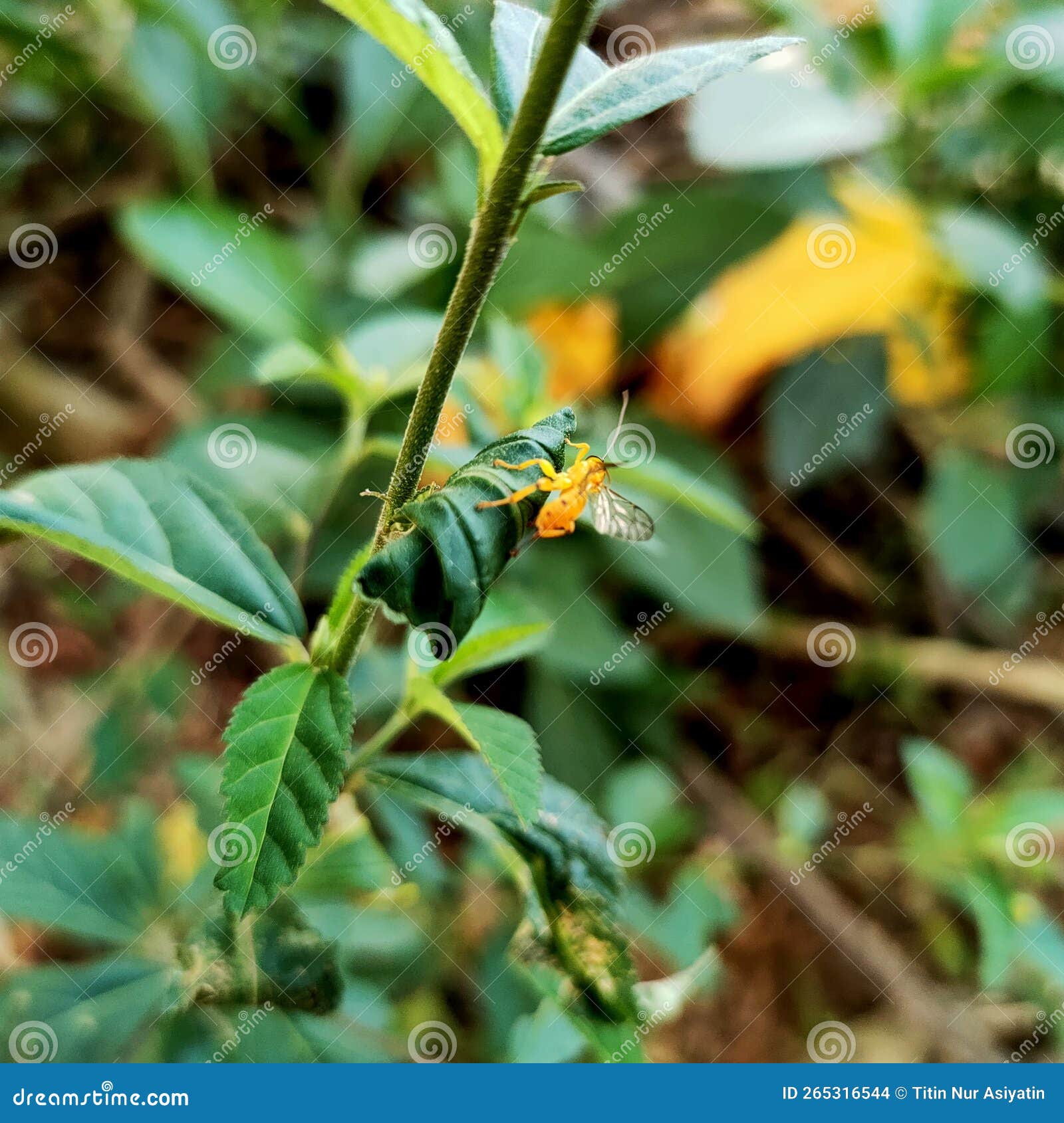 A tiny living creature stock photo. Image of plant, gardening - 265316544