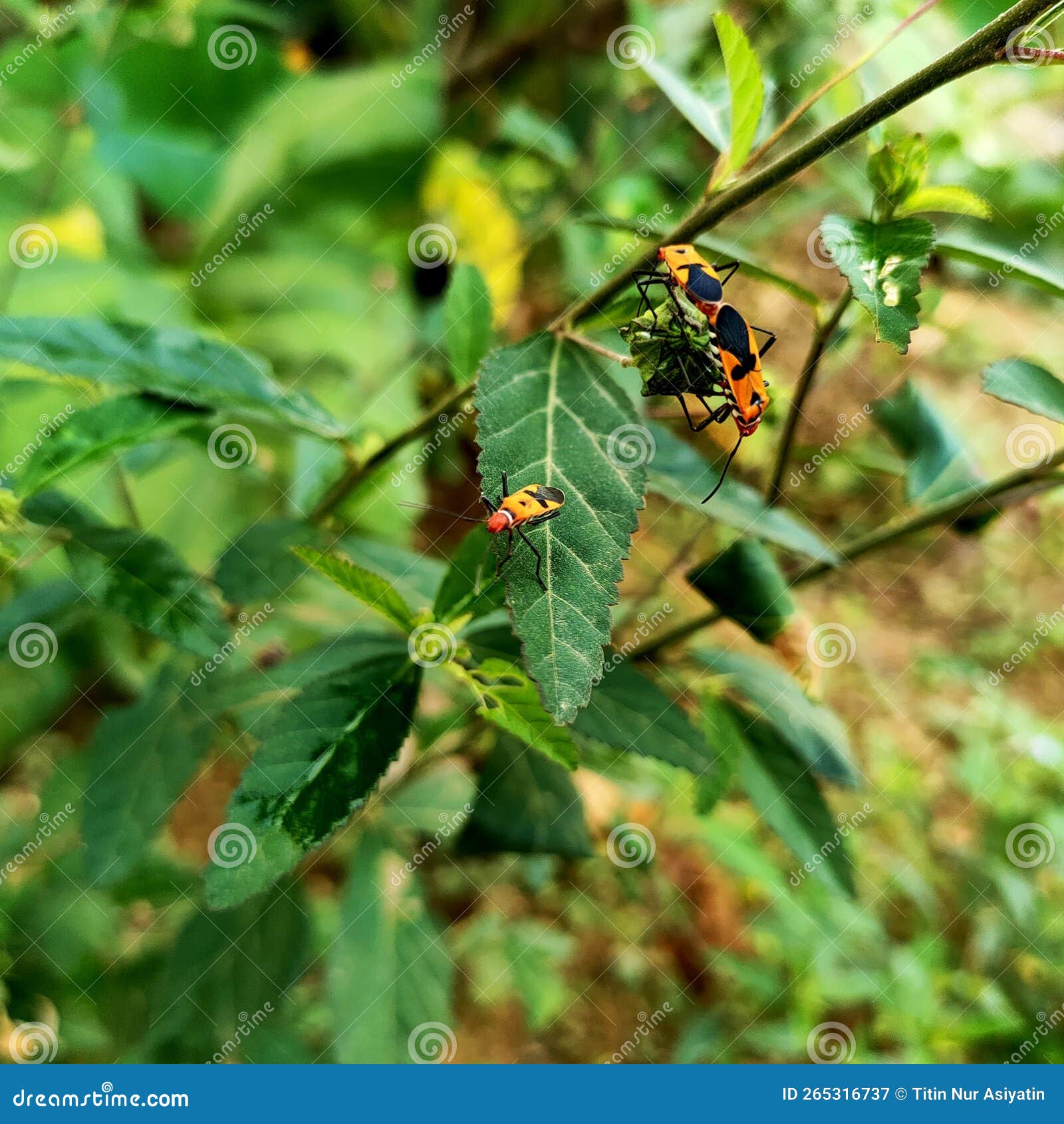Tiny living creatures stock image. Image of cute, insect - 265316737
