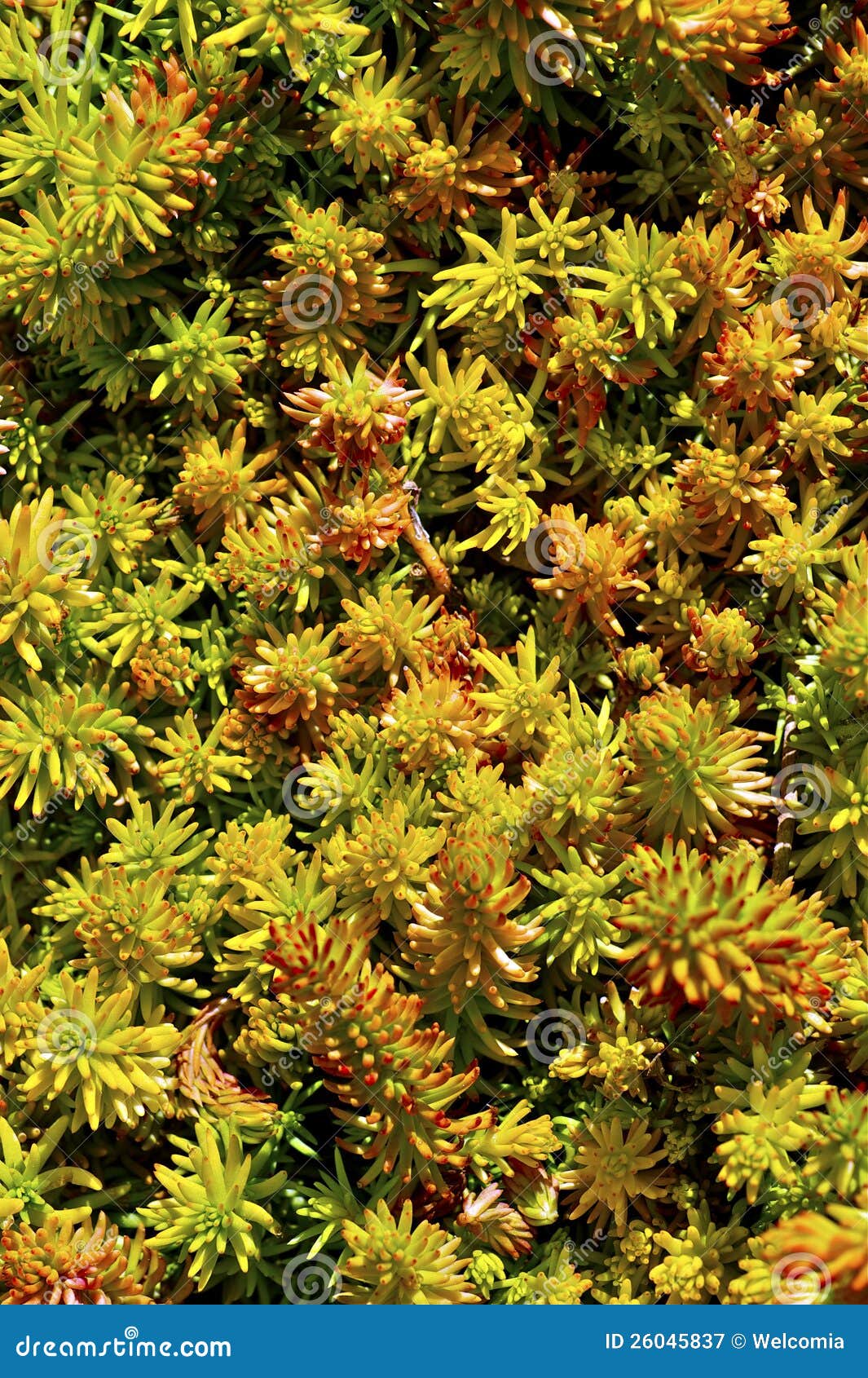 Tiny Living Green Things stock image. Image of growing - 26045837