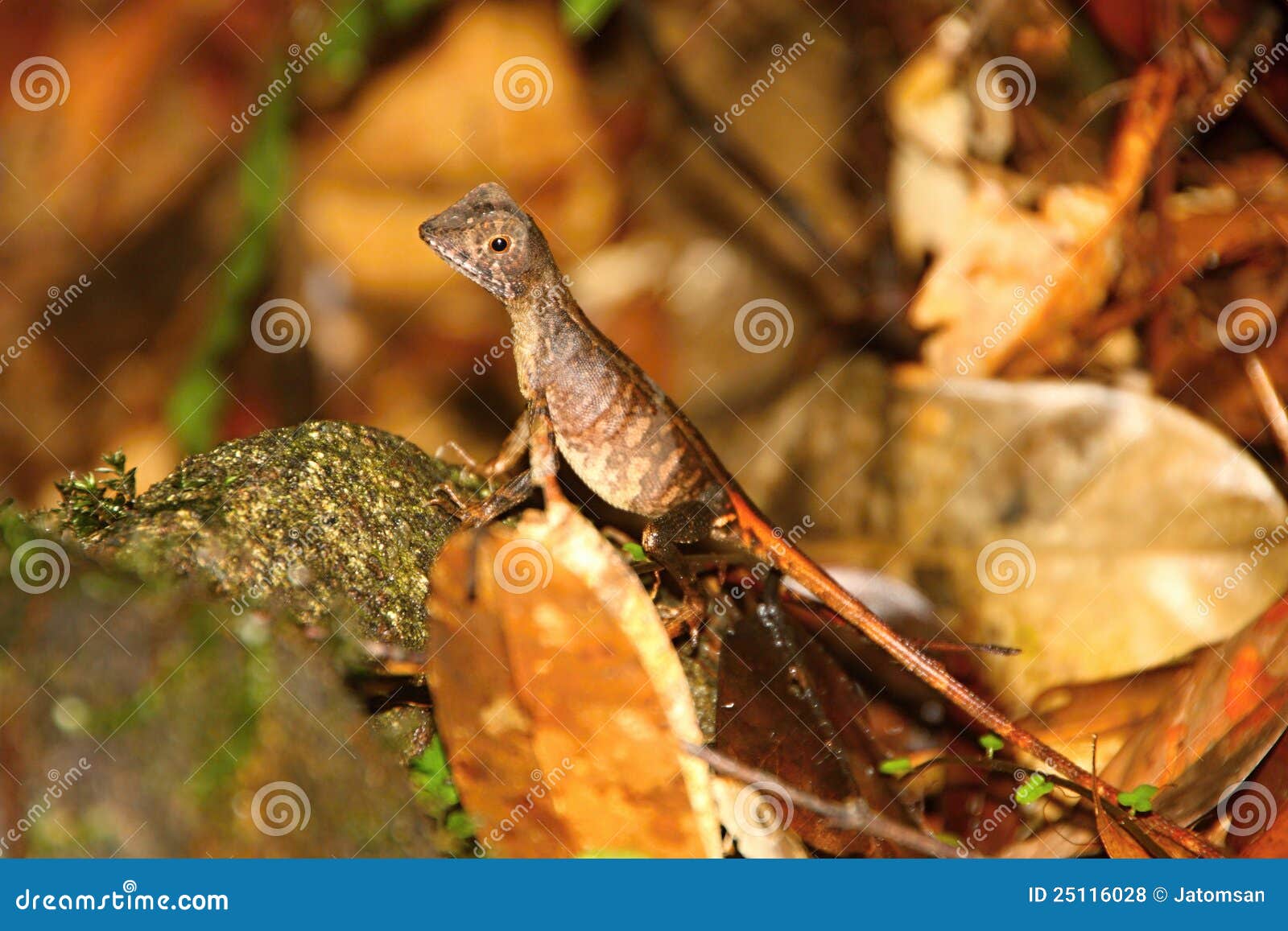 Tiny lizard stock photo. Image of wild, small, tiny, animal - 25116028