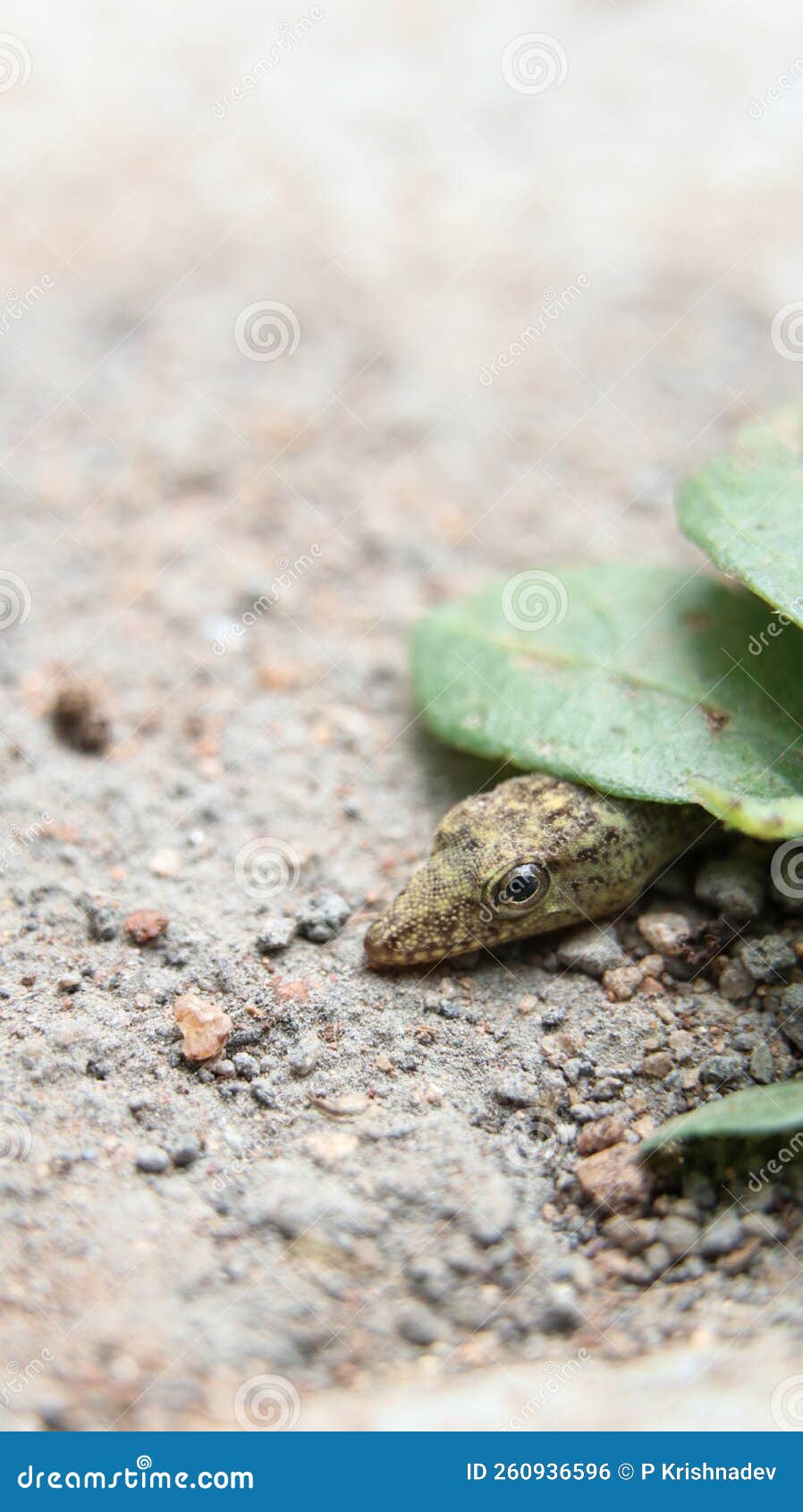 Tiny lizard on the floor stock photo. Image of wildlife - 260936596
