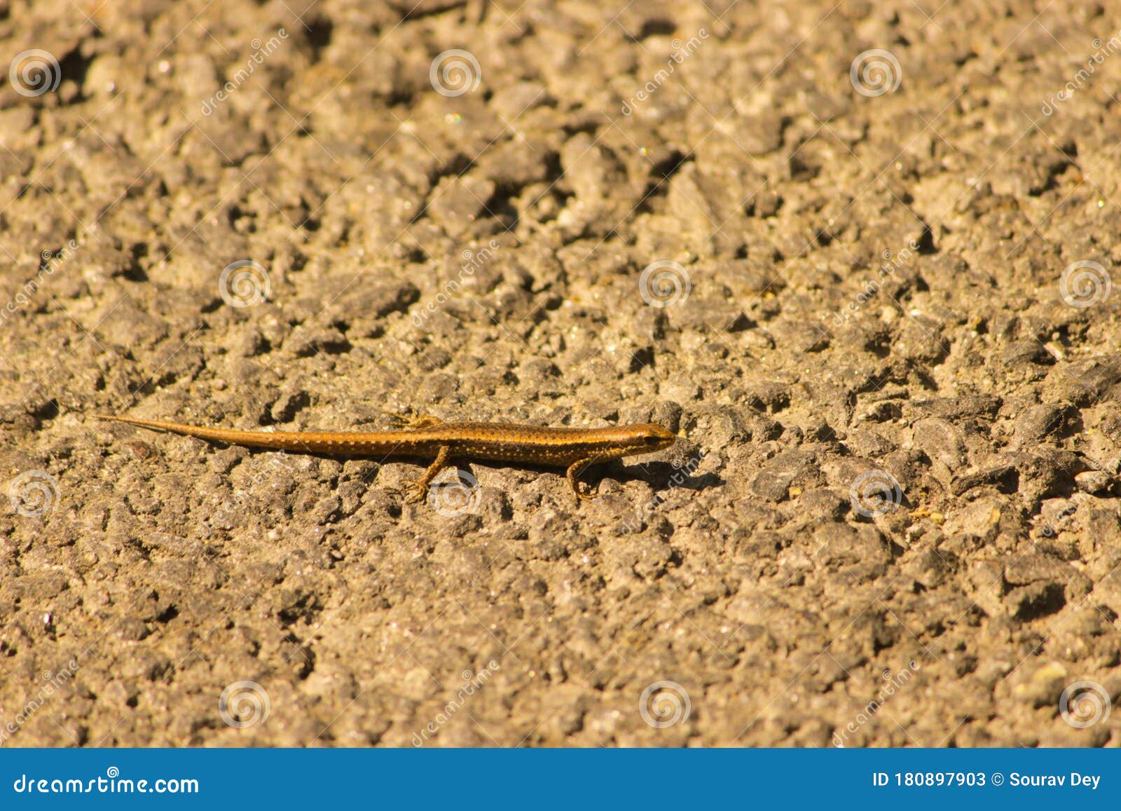 Tiny lizard having a pose stock image. Image of national - 180897903